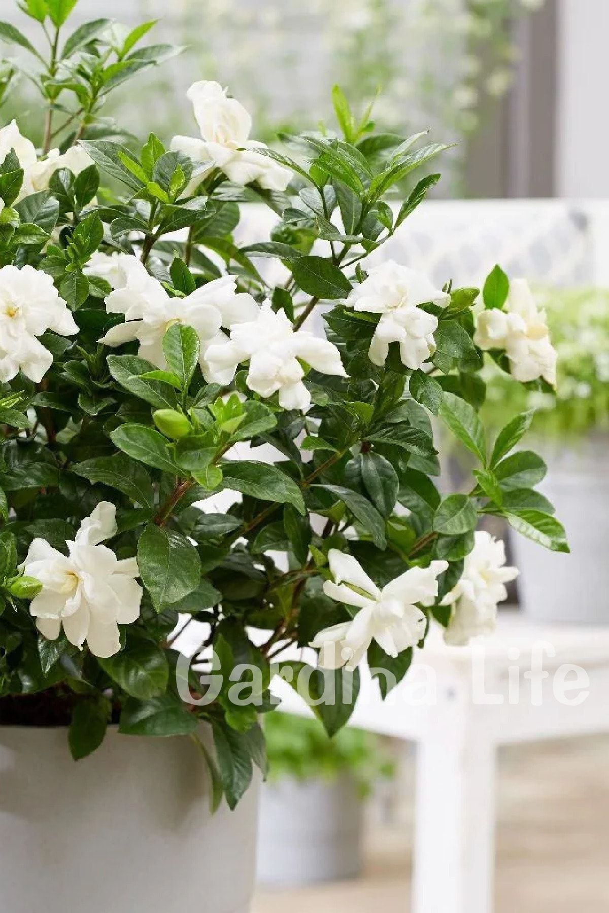 Gardina Yoğun Kokulu Gardenia Fidanı ( Gardenia Jasminoides ) - Fiyatı ...