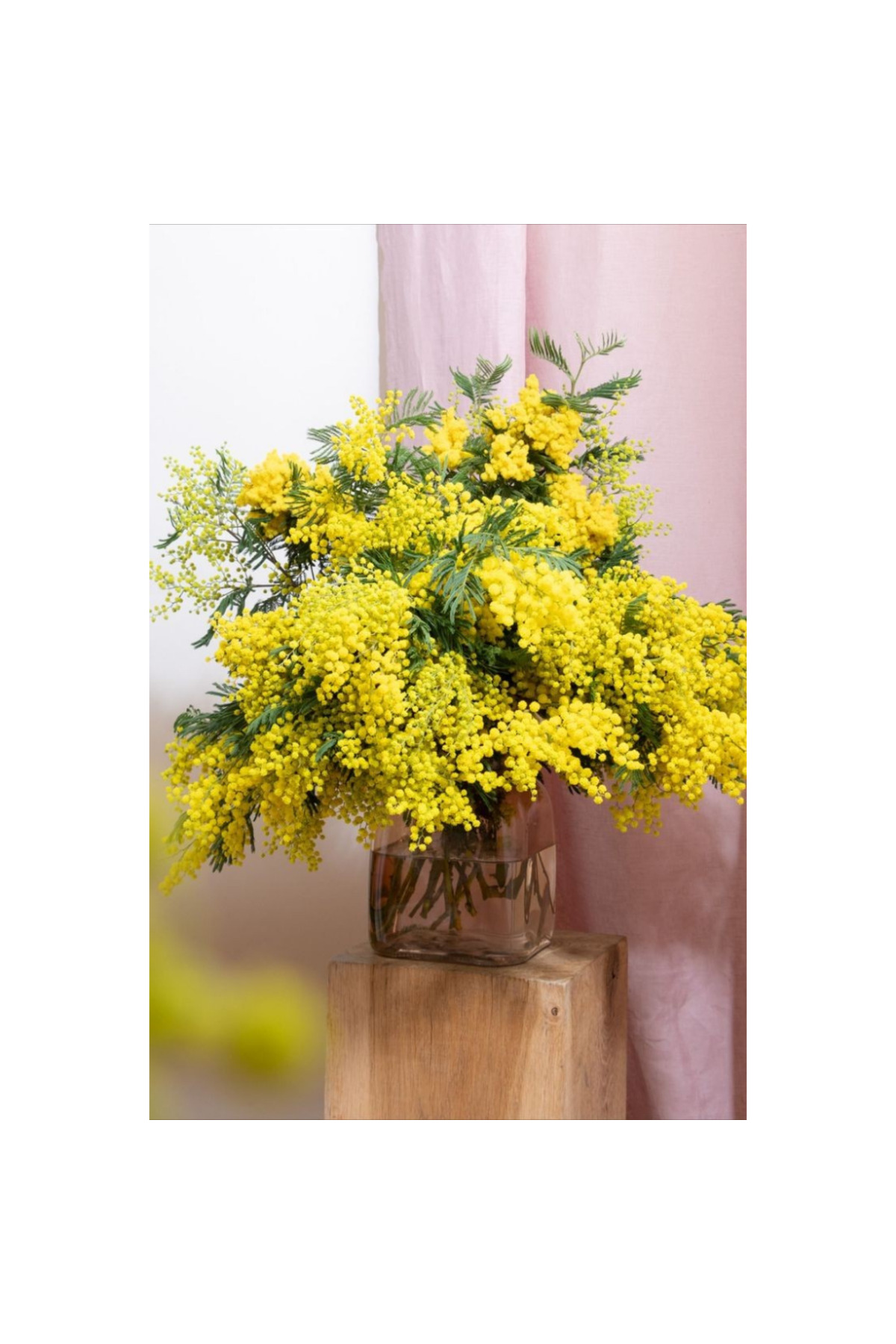 bahçevilya 2 Yaşında Tüplü Mimoza Çiçeği (Acacia dealbata) Fidanı ...