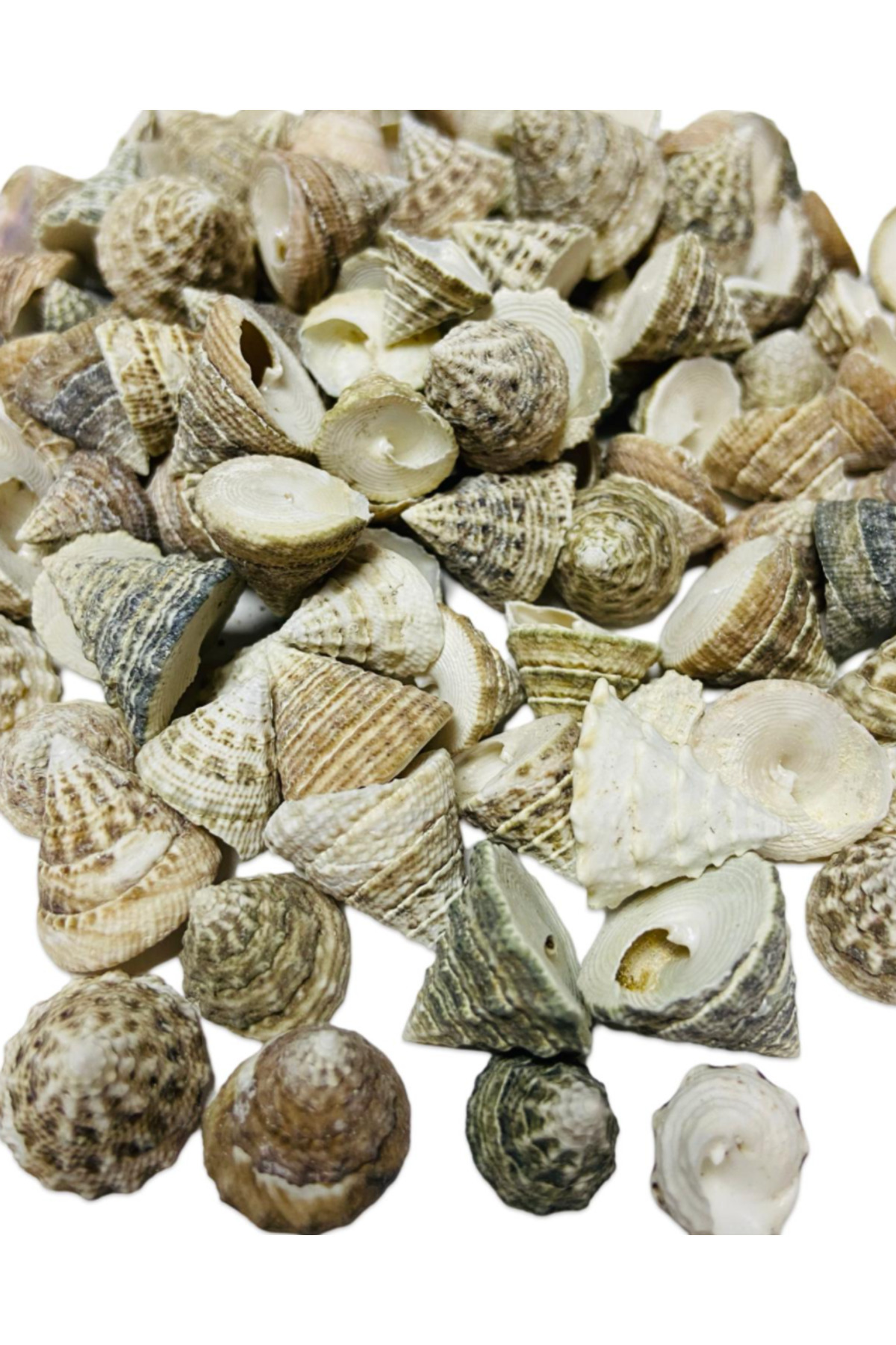 Flea Market Cochilie de mare autentică - Conicum Somnium - Fără găuri ...