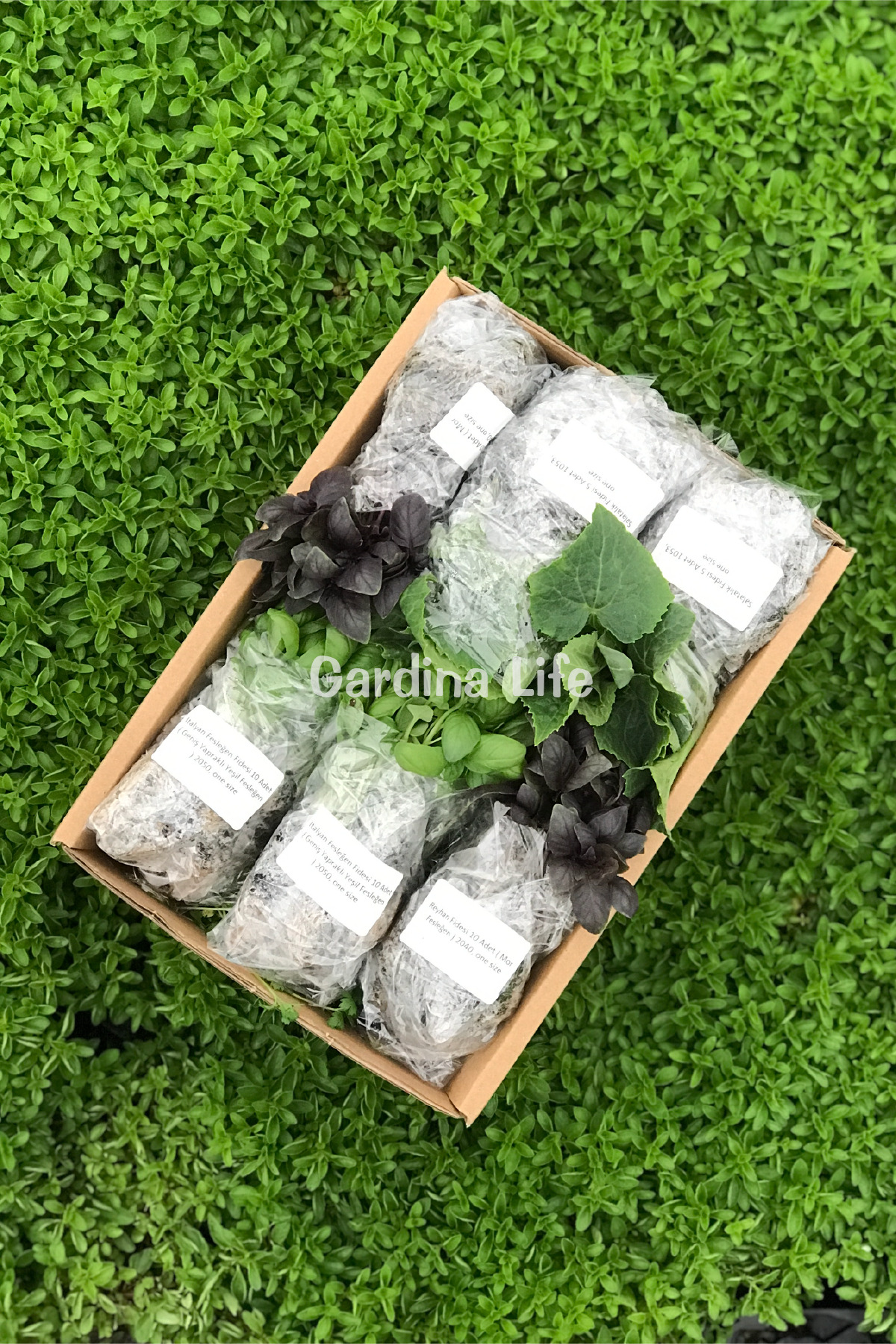 Gardina Süs Lahanası Fidesi ( Brassica ) 10 Adet Ruby Fiyatı, Yorumları ...