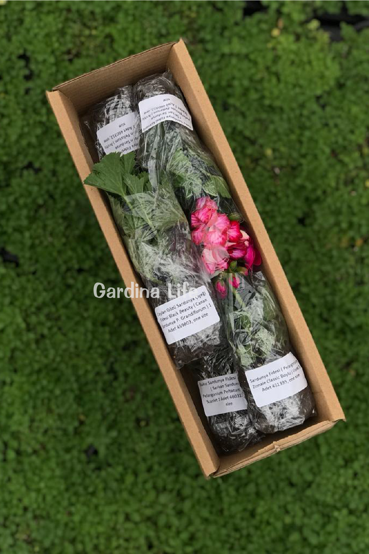 Gardina Süs Lahanası Fidesi ( Brassica ) 10 Adet Ruby Fiyatı, Yorumları ...