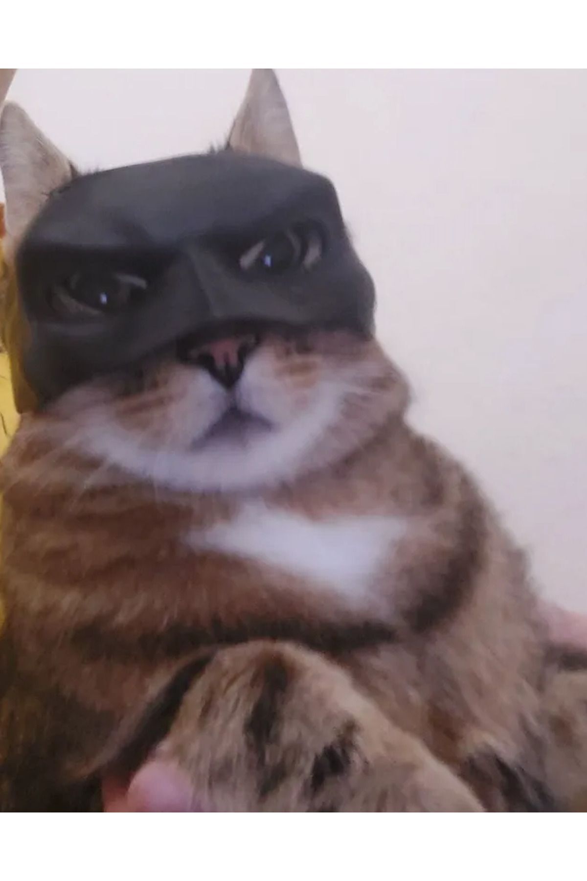 buxeco Kedi Batman Maskesi - Fiyatı, Yorumları