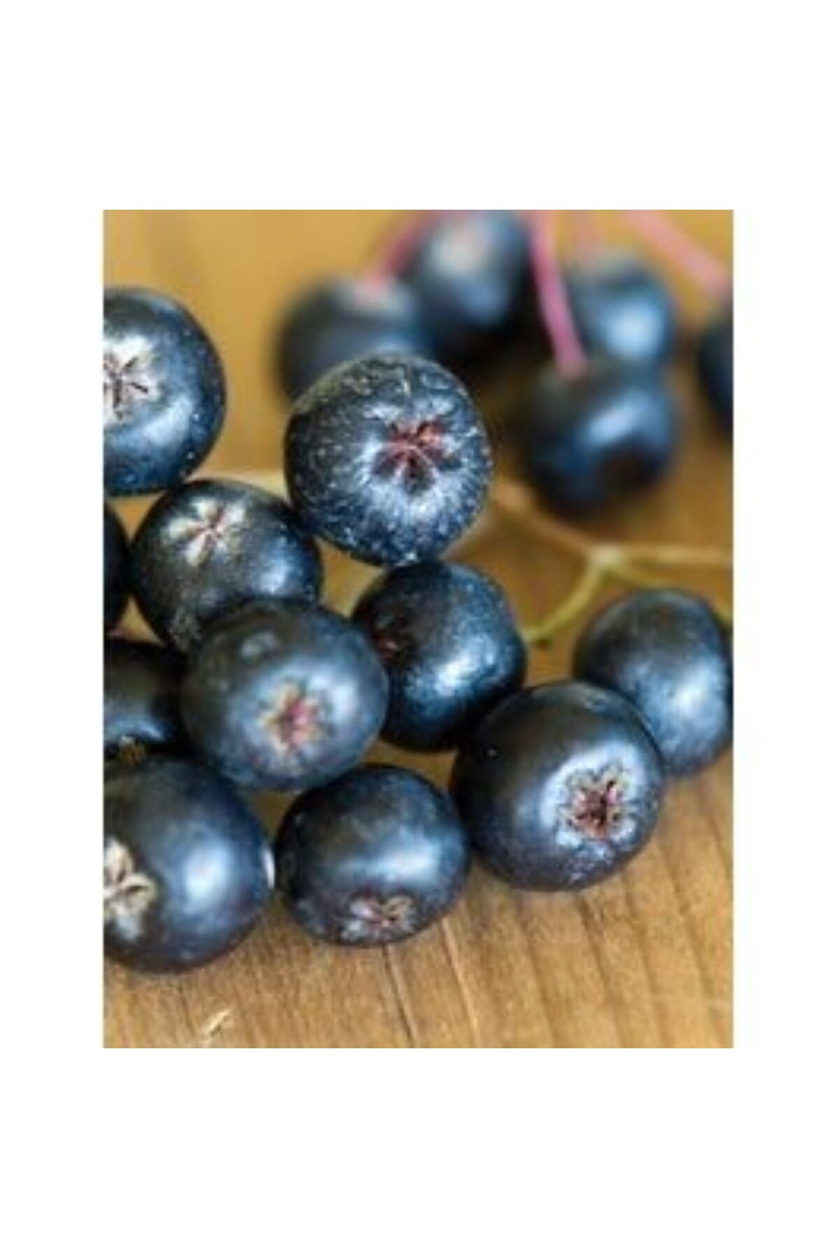 bahçevilya 2 Yaşında Tüplü Aronya (Aronia melanocarpa) Fidanı - Sağlık ...