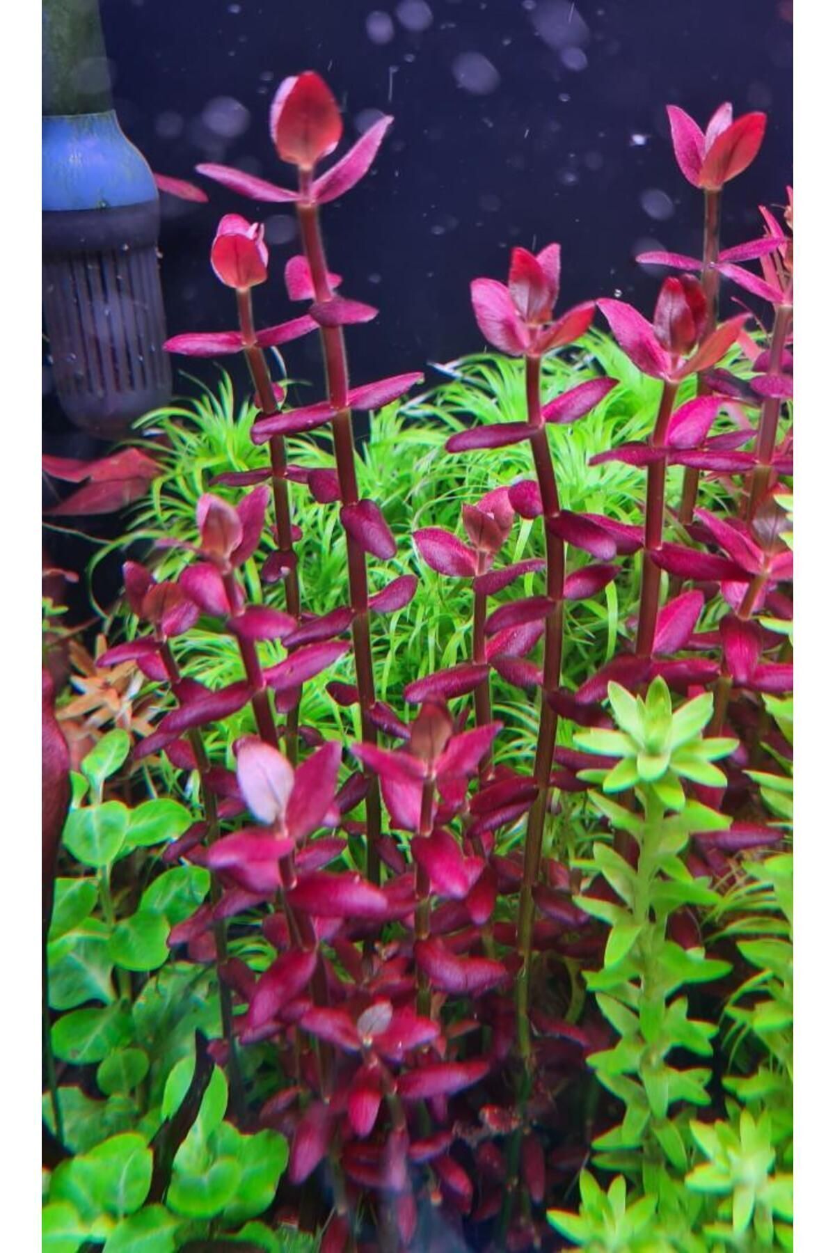 WOOF Ludwigia Repens (gül) 5 Dal Kusursuz Form Akvaryum Bitkisi Canlı ...