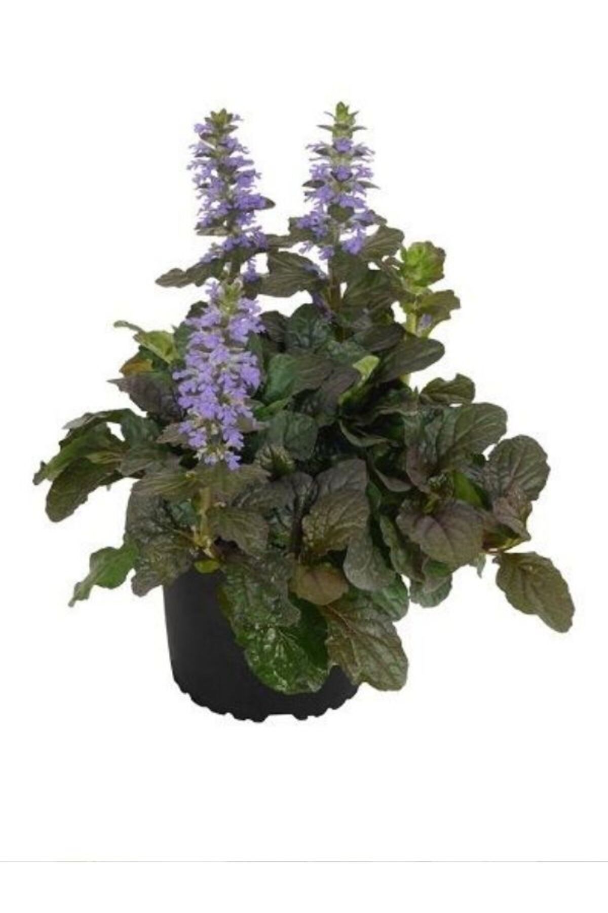 Fidanistanbul Ajuka Otu, Mayasıl Otu Bordo Ajuga reptans Atropurpurea ...