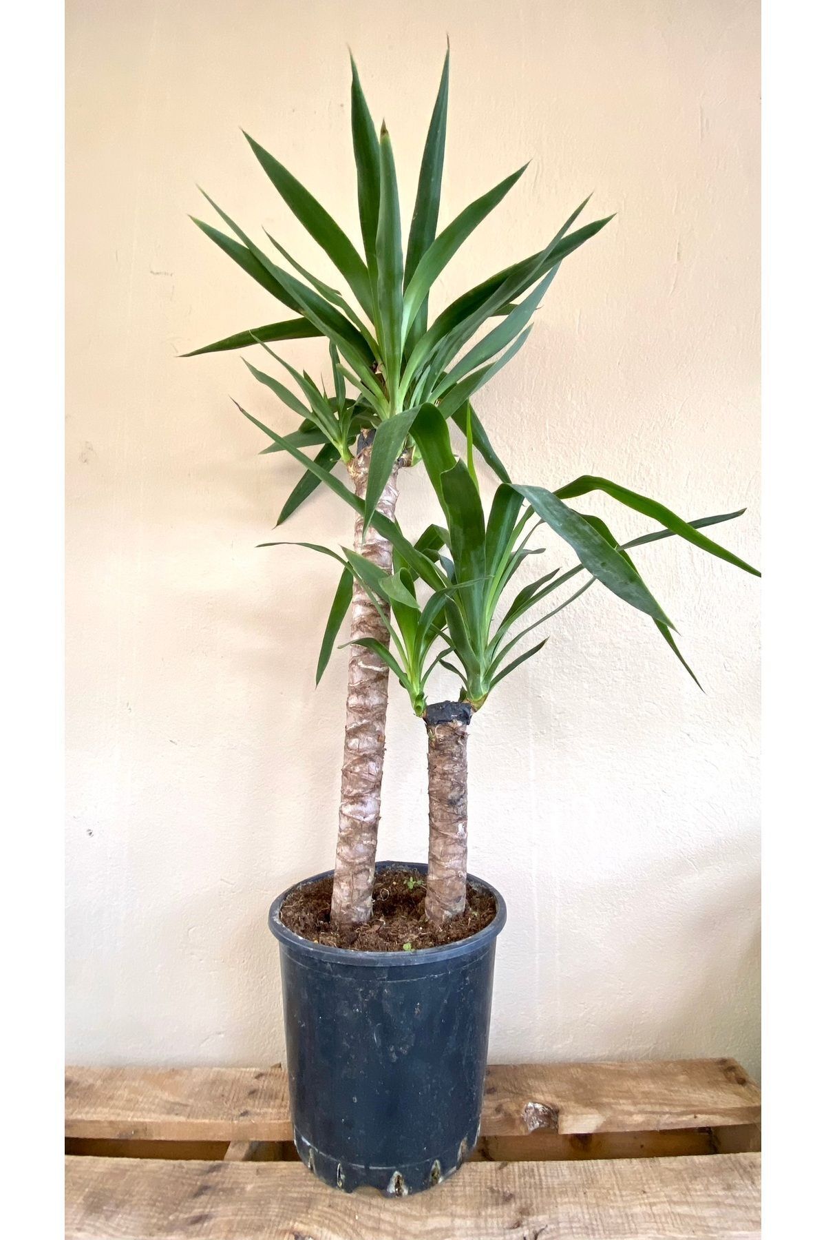 NADİR KAKTÜS Yucca Bitkisi 2 Gövdeli Yuka Bitkisi Avize Çiçeği 80 100 ...