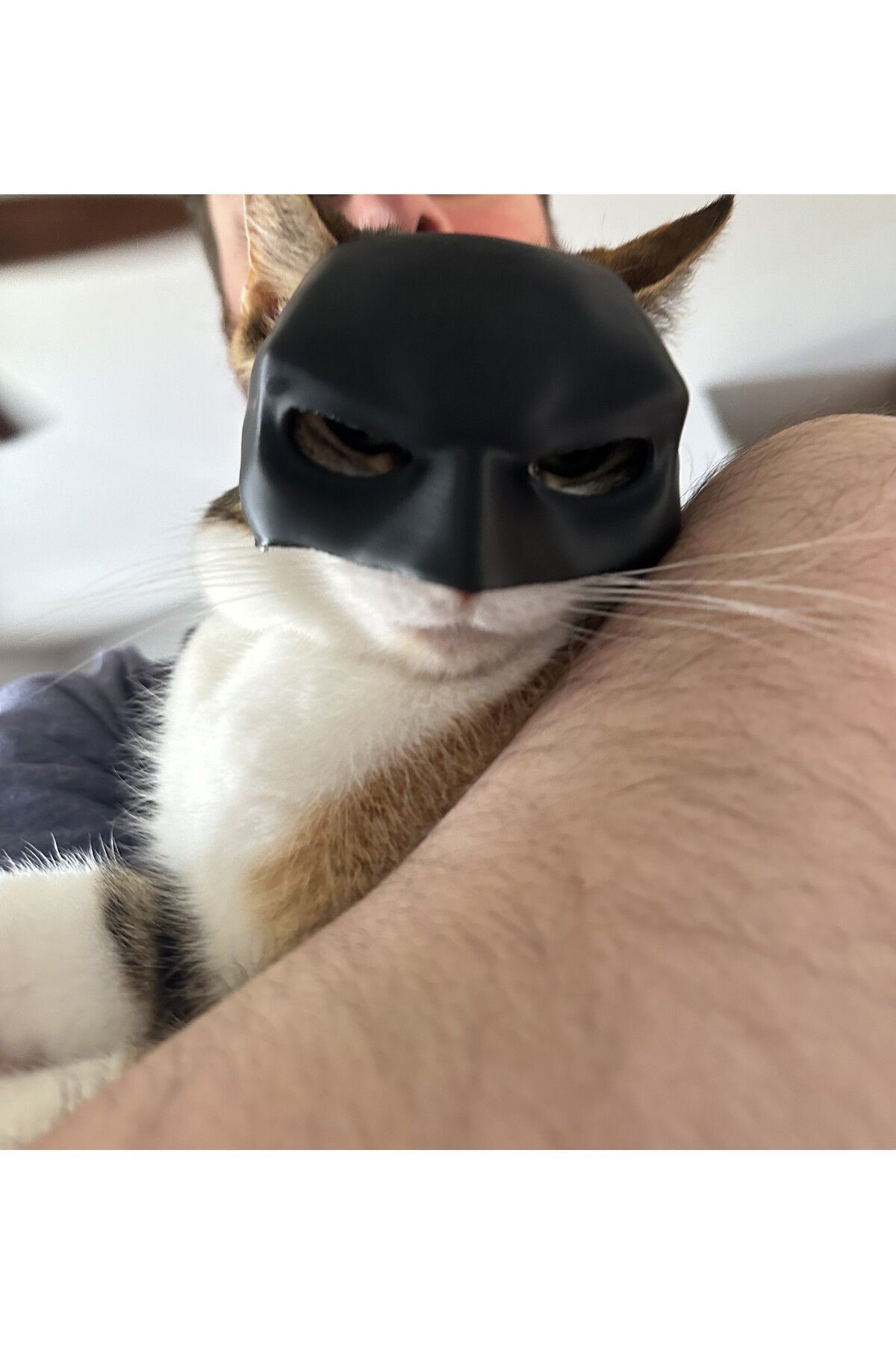 GadgetGurme Kedi Batman Maskesi Kıyafeti Fiyatı, Yorumları - Trendyol