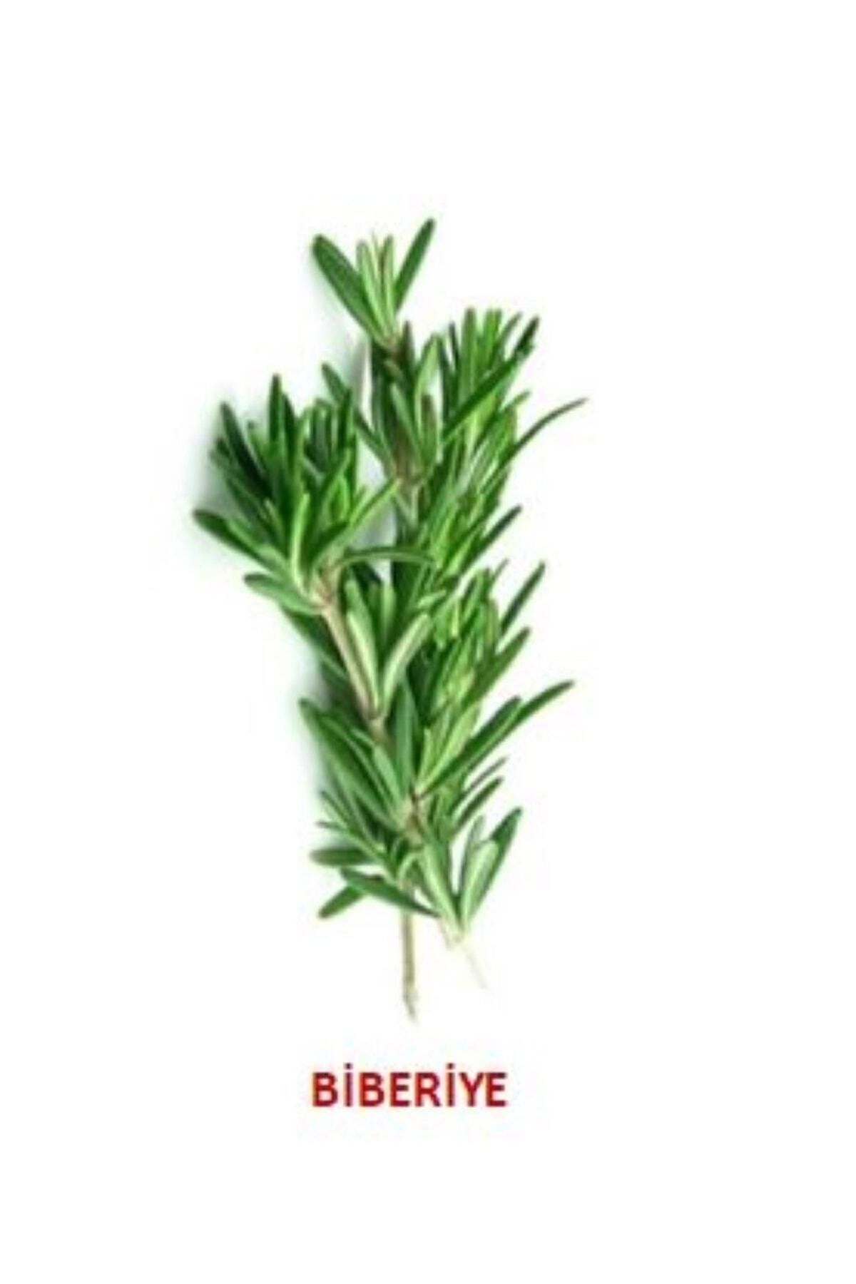 entaze yaşam Taze Biberiye(rosemarıne)-25 Gr - Fiyatı, Yorumları