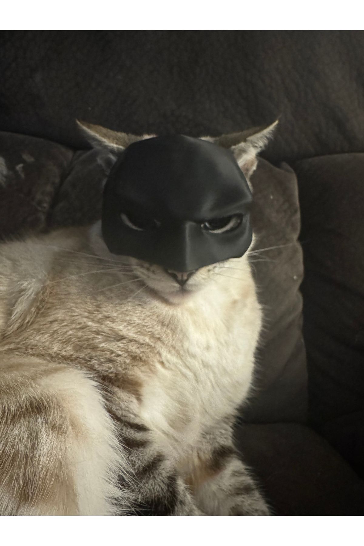 GadgetGurme Kedi Batman Maskesi Kıyafeti Fiyatı, Yorumları - Trendyol