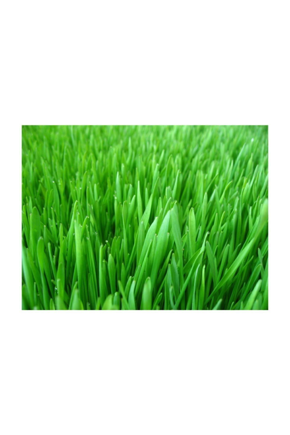 Genel Markalar Agrobazaar Bermuda Çim Tohumu Uganda Çim Tohumu 1 Kg ...