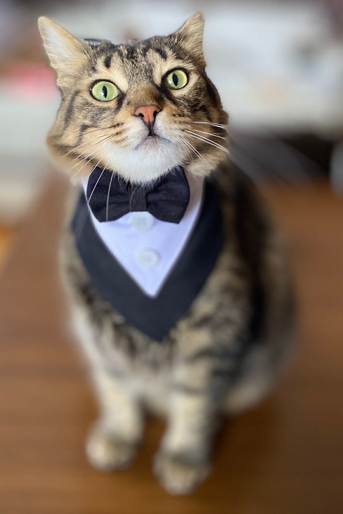 Minikpaw aksesuar Kedi Smokin Fular - Fiyatı, Yorumları