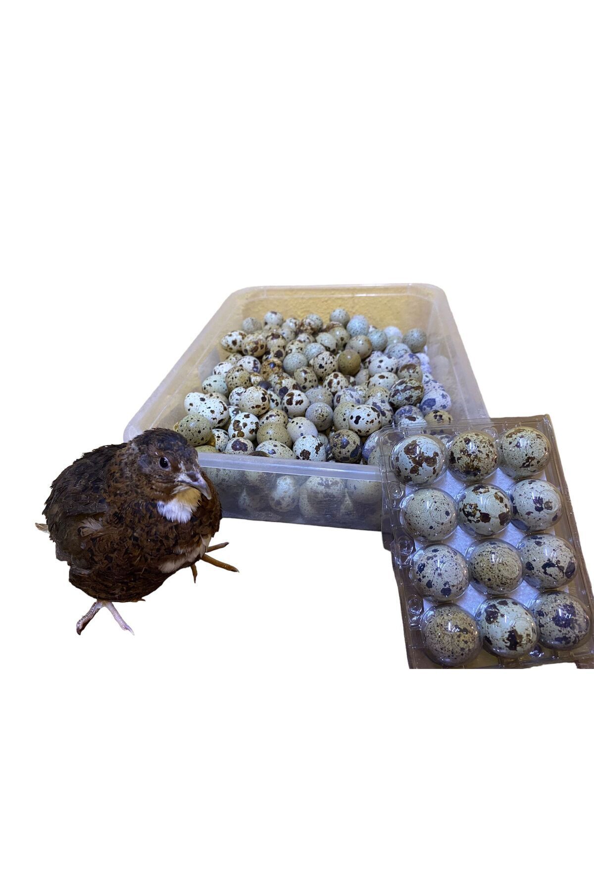 KALE BILDIRCIN KULUÇKALIK KIBRIS BILDIRCIN YUMURTASI 60 ADET Fiyatı ...