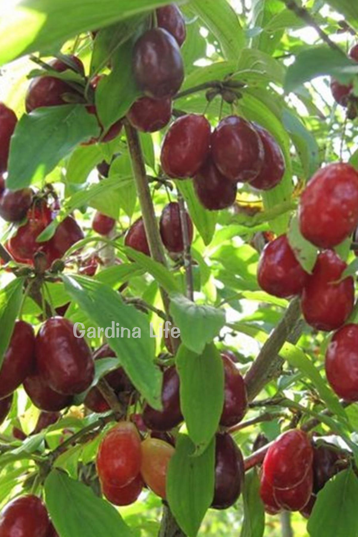 Gardina Kızılcık Fidanı 1 Adet ( Cornus Mas ) Fiyatı, Yorumları - Trendyol