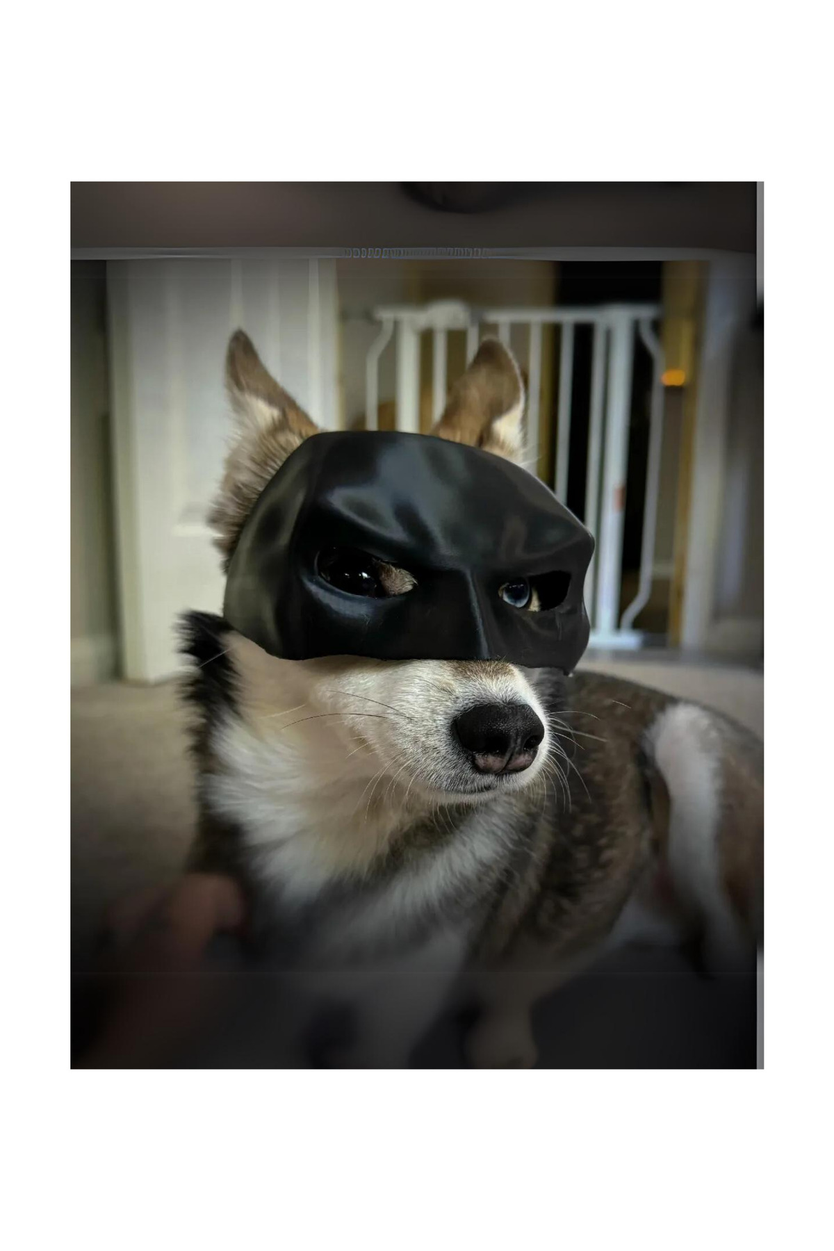 EACHE DOGMan Batman Köpek Maskesi Evcil Hayvan Şapkası Pet Aksesuarları ...