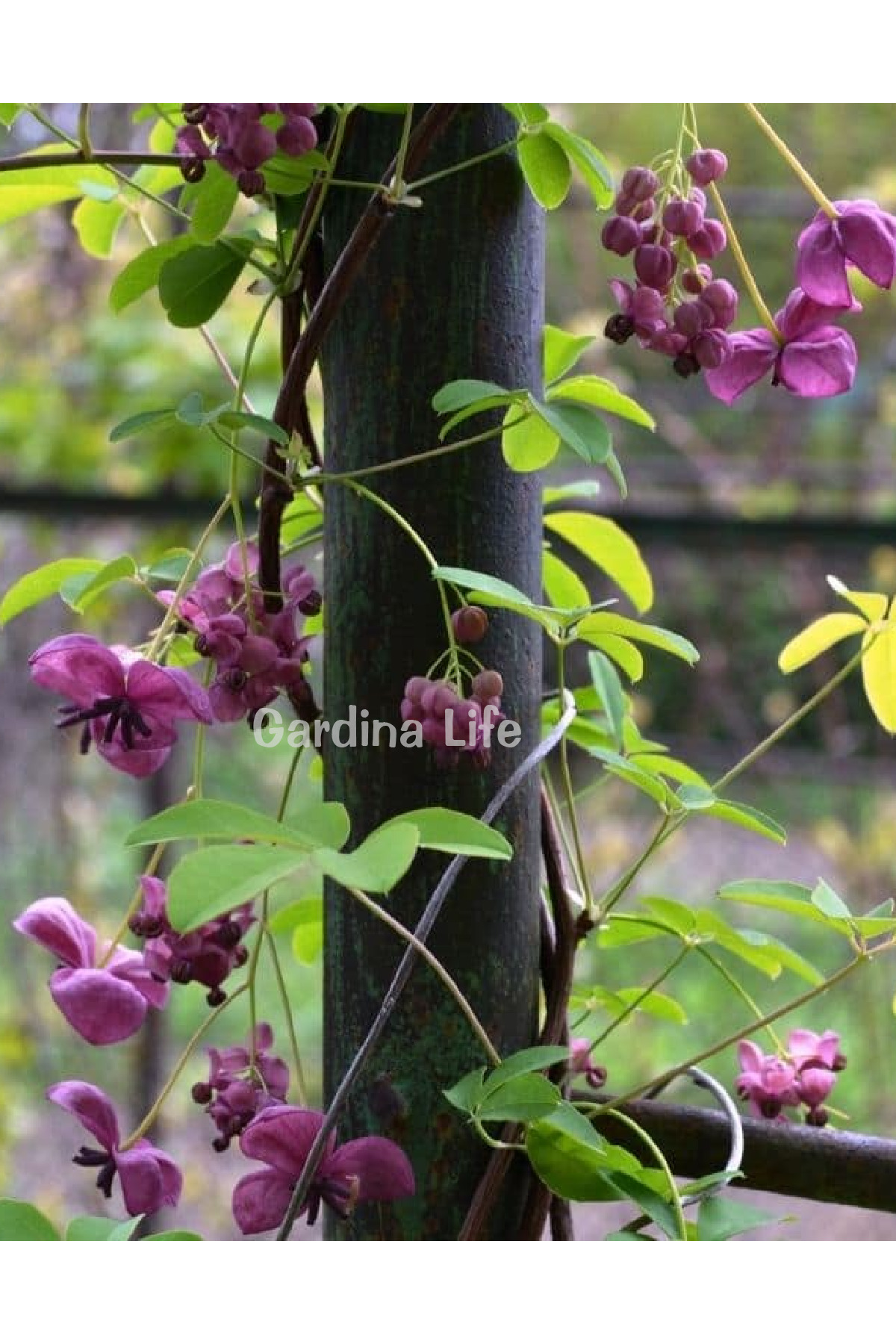 Gardina Çikolata Sarmaşığı Fidesi 1 Adet ( Akebia Quinata ) Fiyatı ...