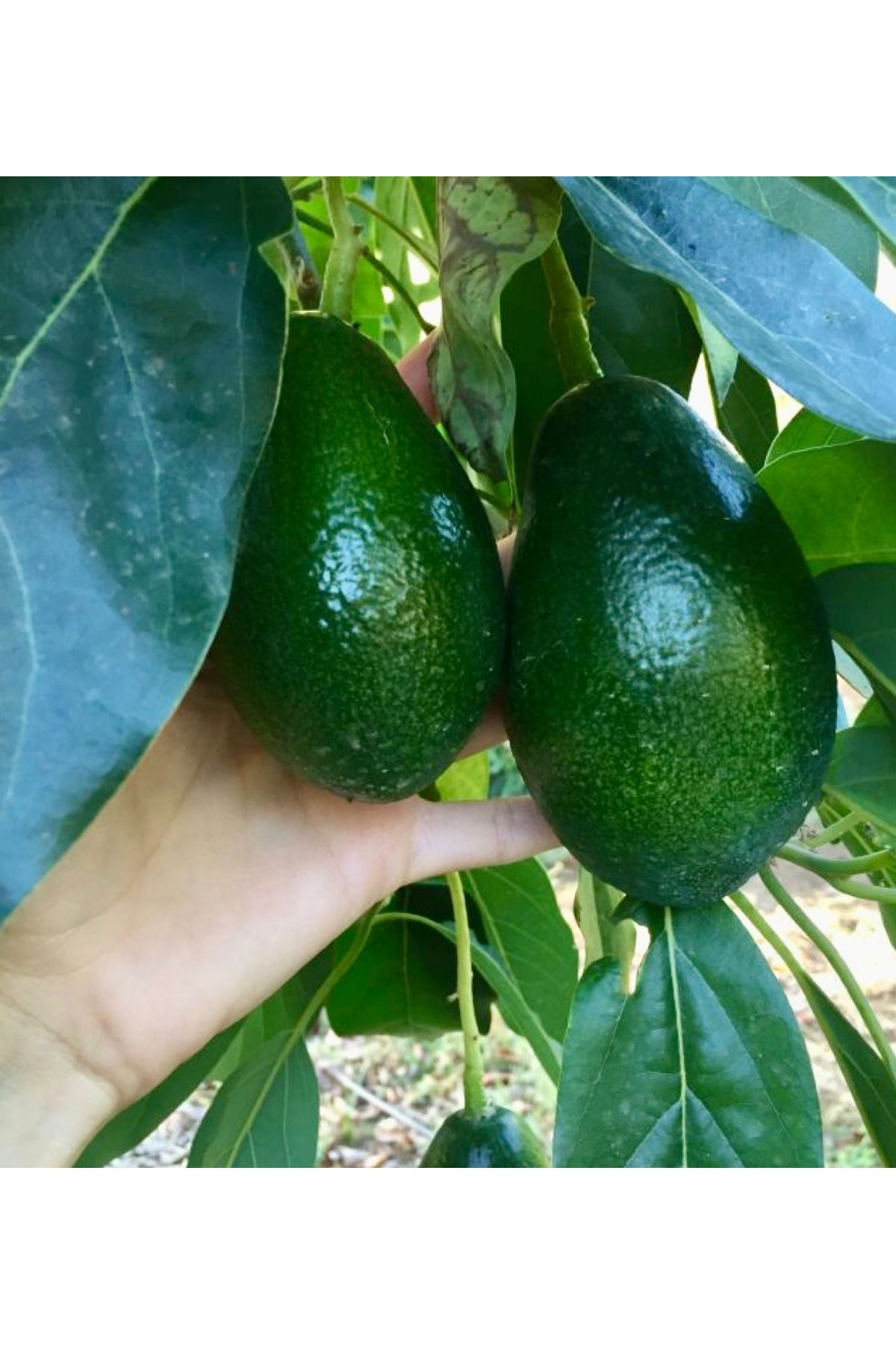 TROPİKAL Avokado 1 kg (5-8 adet) / Taze hasat , Üreticiden Fiyatı ...
