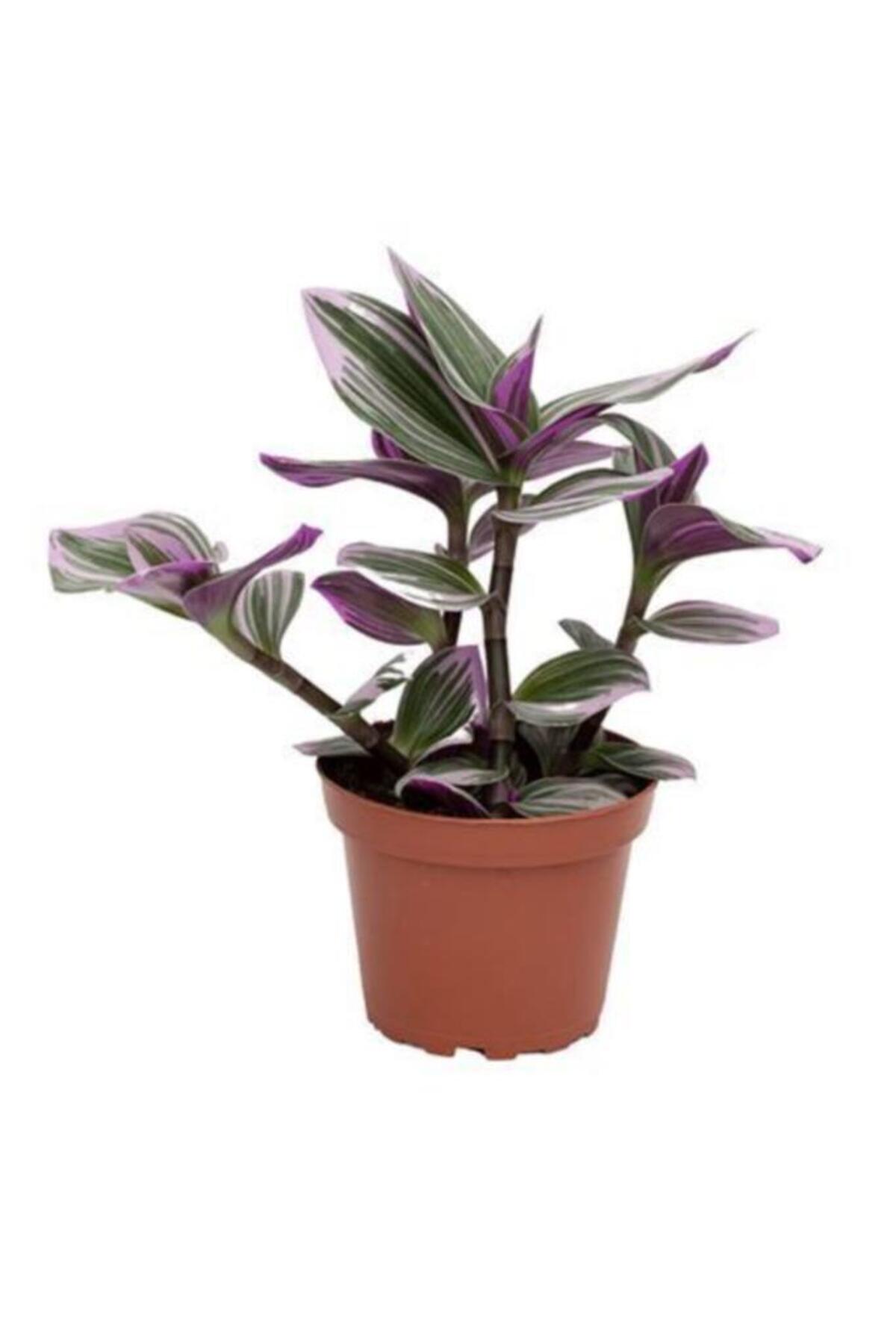 Genel Markalar Tradescantia Nanouk Pembe Telgraf Çiçeği 10-20 Cm ...
