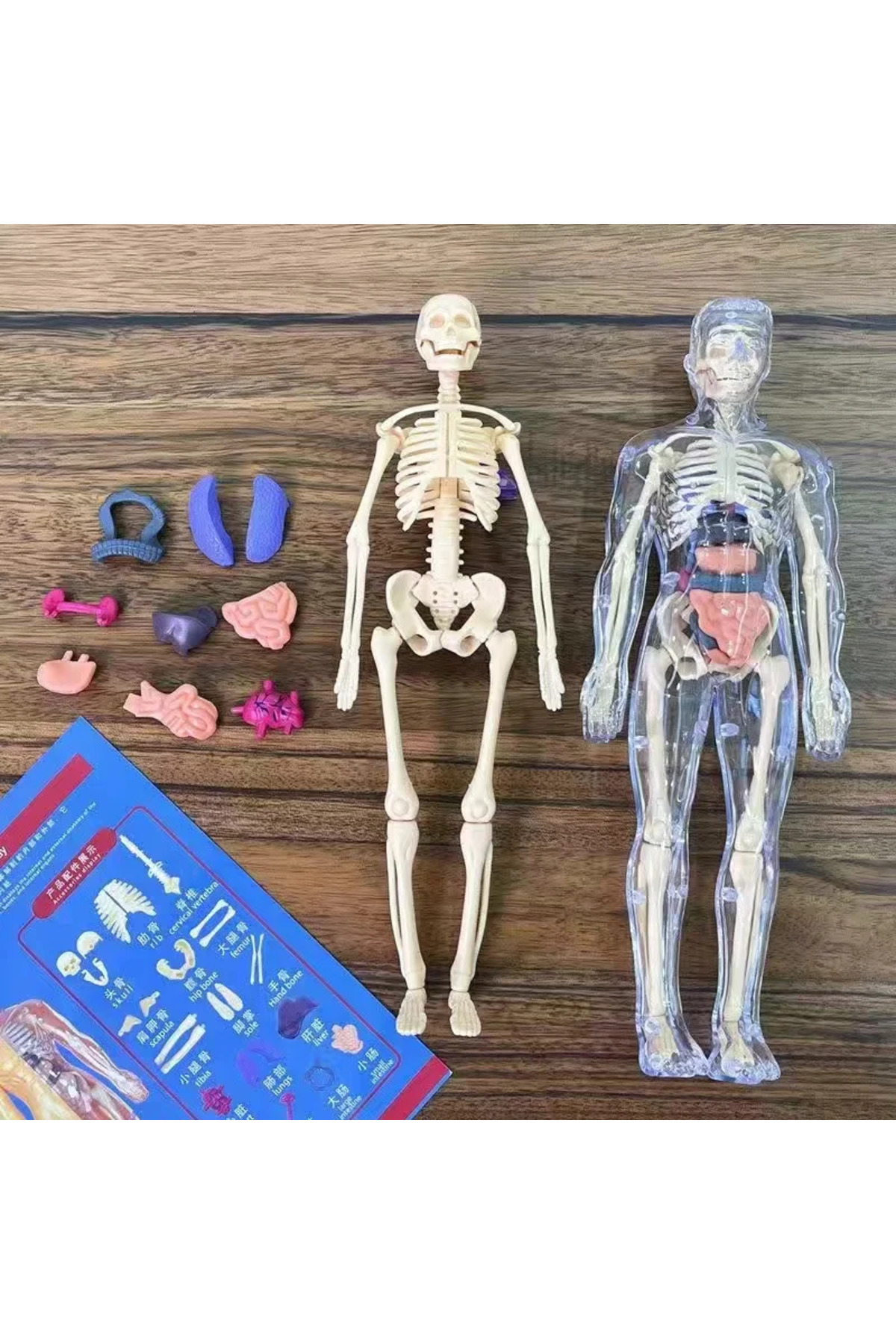 Choice 3D Mannequin DIY Human Skeleton Body Torso Model Educational ...