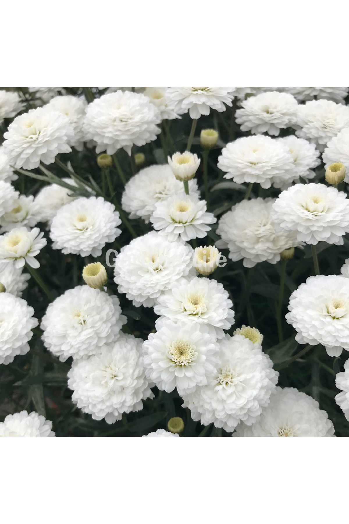 Gardina Çeşme Papatyası Fidesi 1 Adet Double White ( Argyranthemum ...