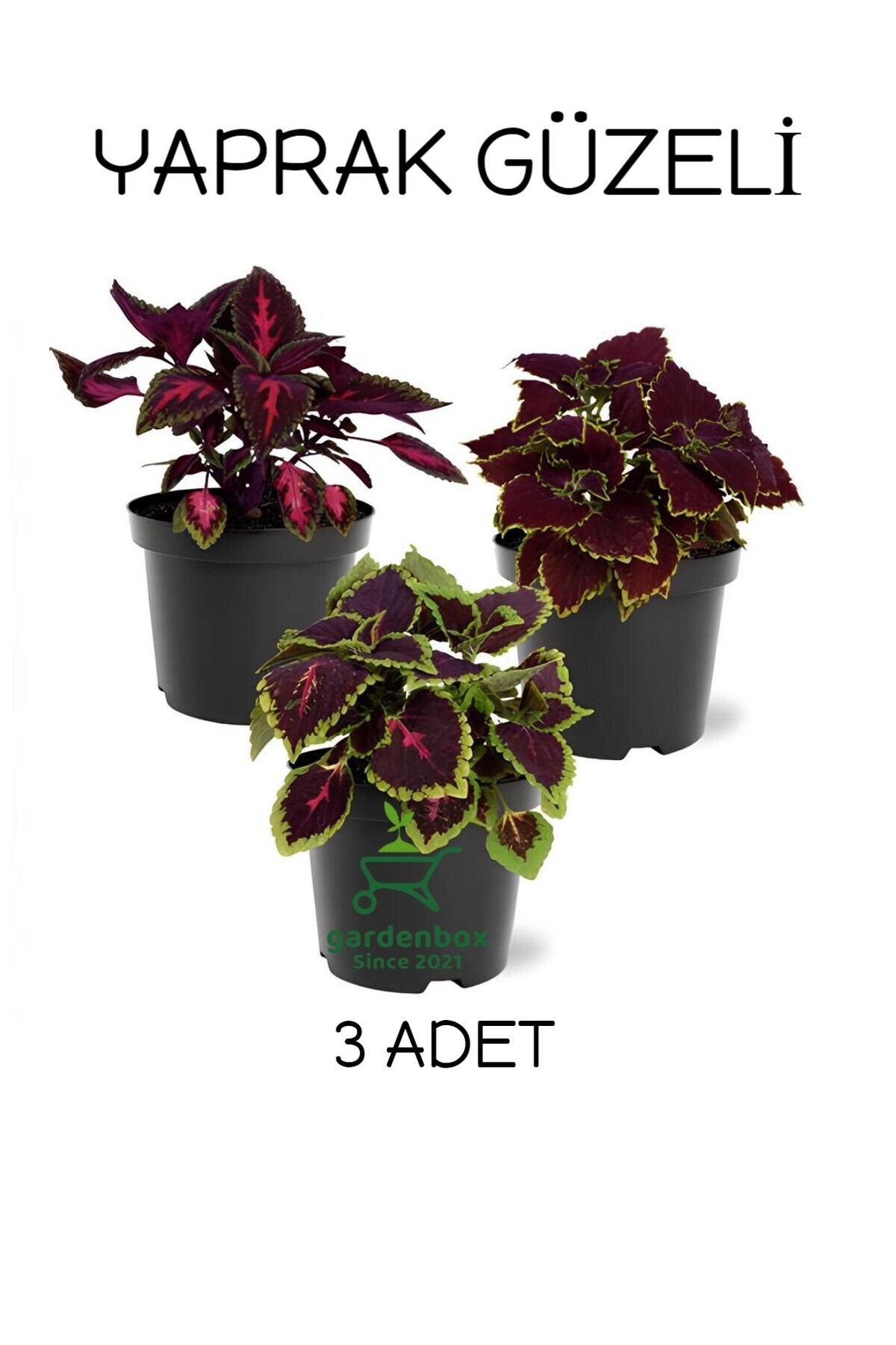 serada decor & plant Özel Tür Yaprak Güzeli Çiçeği 3 ADET Saksıda ...
