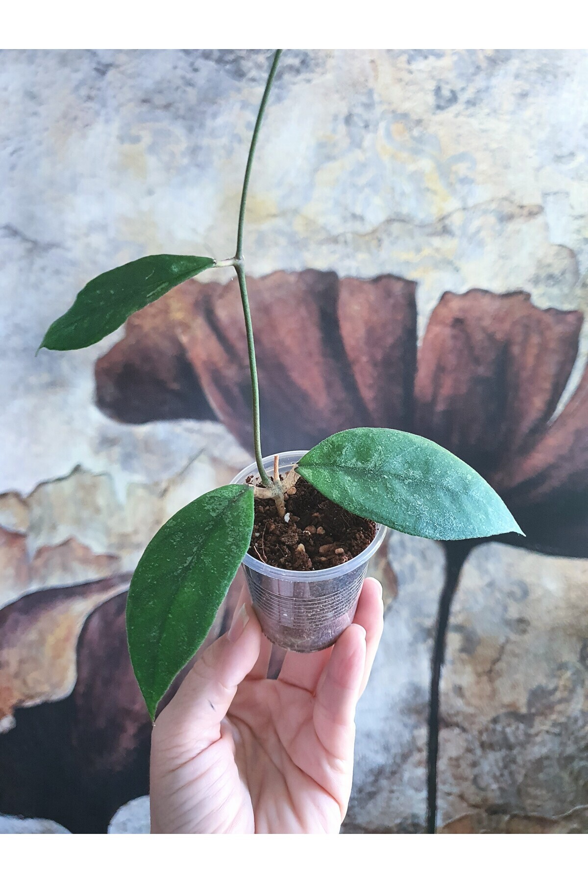 PLANT Hoya Sp Chicken Farm Splash Mum Çiçeği Fiyatı, Yorumları - Trendyol