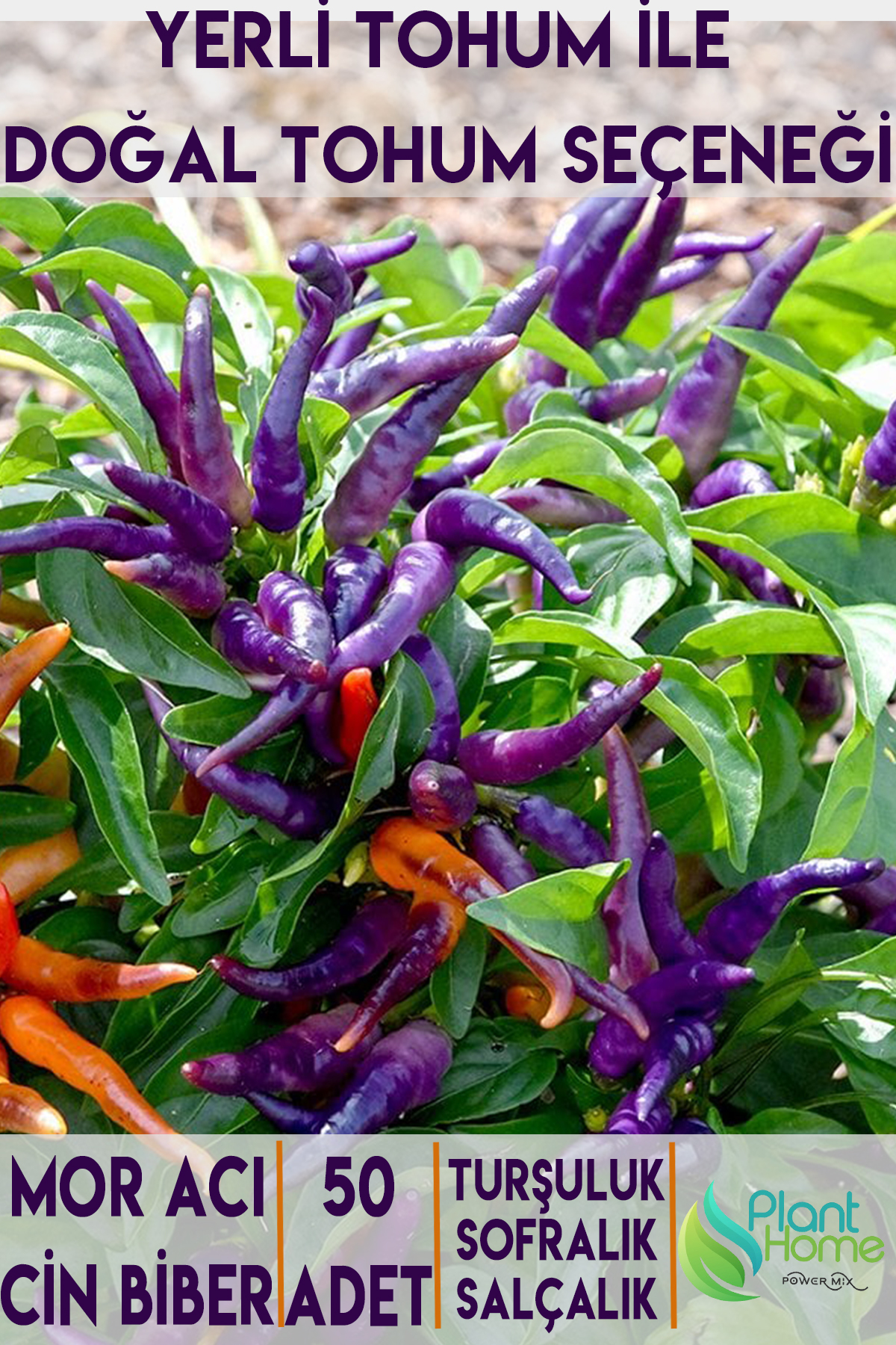Plant Home Power Mix Yerli Mor Cin Biber Tohumu - Mor Acı Biber Tohumu ...