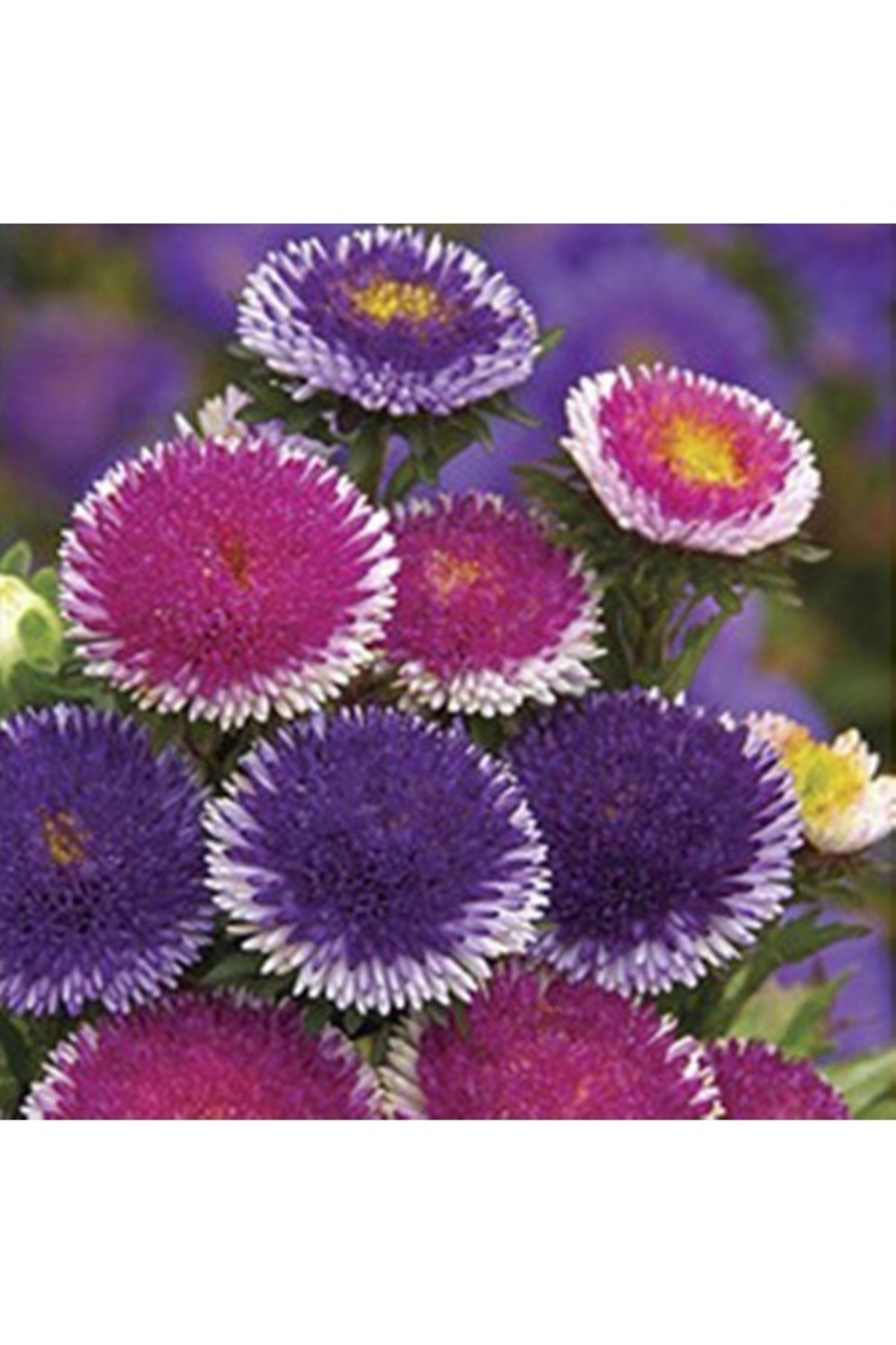 Köy Tohumları 50 Adet Tohum Nadir Organik Karışık Renkli Aster Çiçeği ...