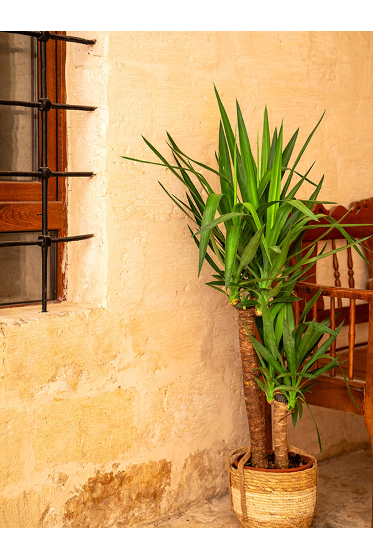 Ethos Plant Yucca Bitkisi - Yuka Çiçeği Üçlü Gövde Büyük 110-120 cm ...