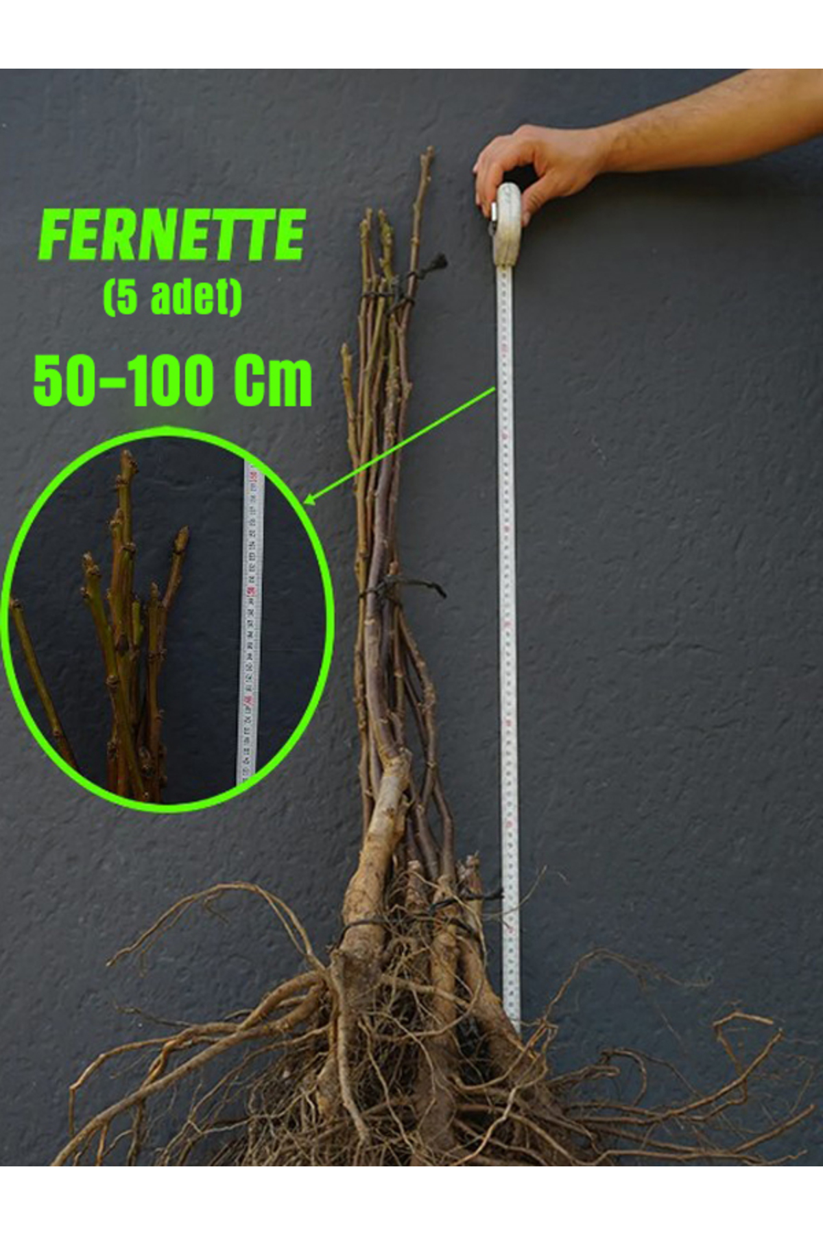 Arel Tarım Açık Köklü Fernette Ceviz Fidanı - 5'li 100 CM Fiyatı ...
