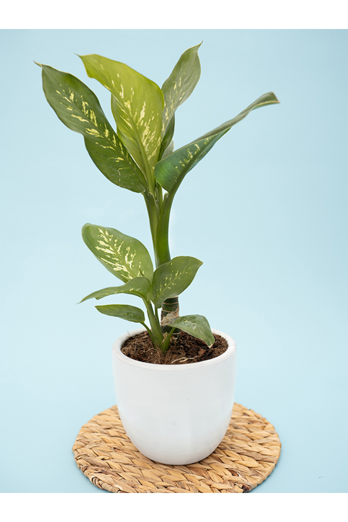 Ethos Plant Tropik Snow - Difenbahya 40 - 60 cm Küçük Canlı Ev Bitkisi ...
