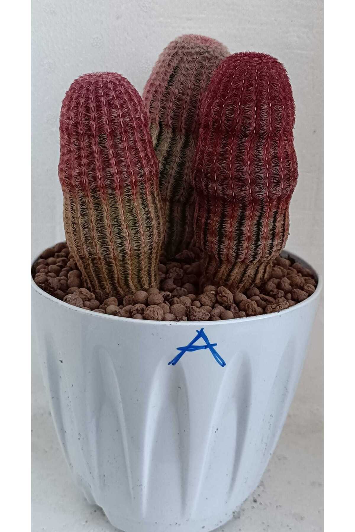Pagoda 14 cm saksıda üç kök echinocereus rigidissimus ssp rubispinus-14 ...