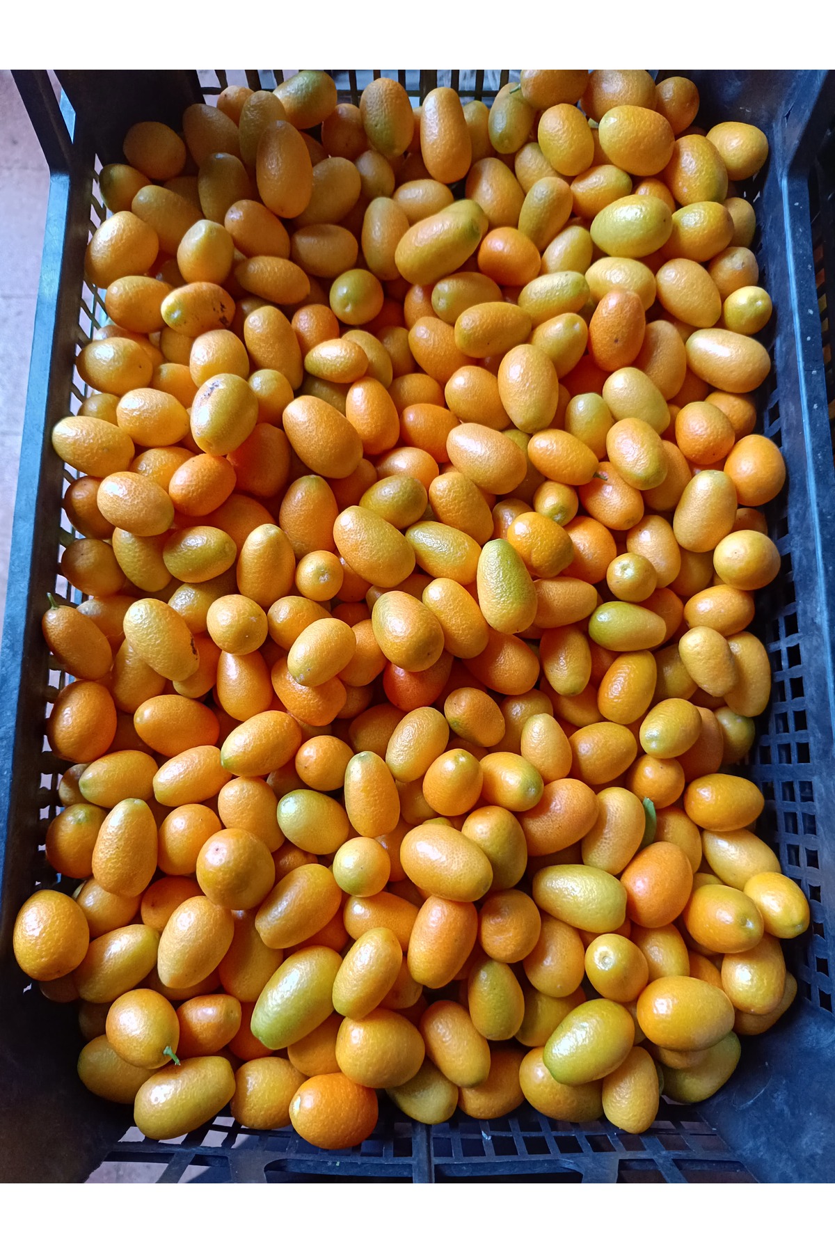 HAS ORGANİK Kamkat (Kumkuat) 1 Kg - Fiyatı, Yorumları