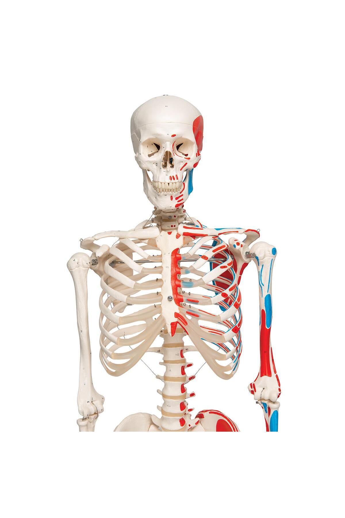 Edulab İnsan Iskelet Modeli 160 Cm Fiyatı, Yorumları - Trendyol