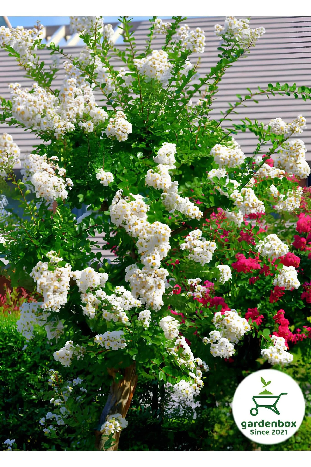 DH STORE Beyaz Oya Ağacı Çiçeği Fidanı Saksılı 1 ADET 30-60Cm Bahçe ...