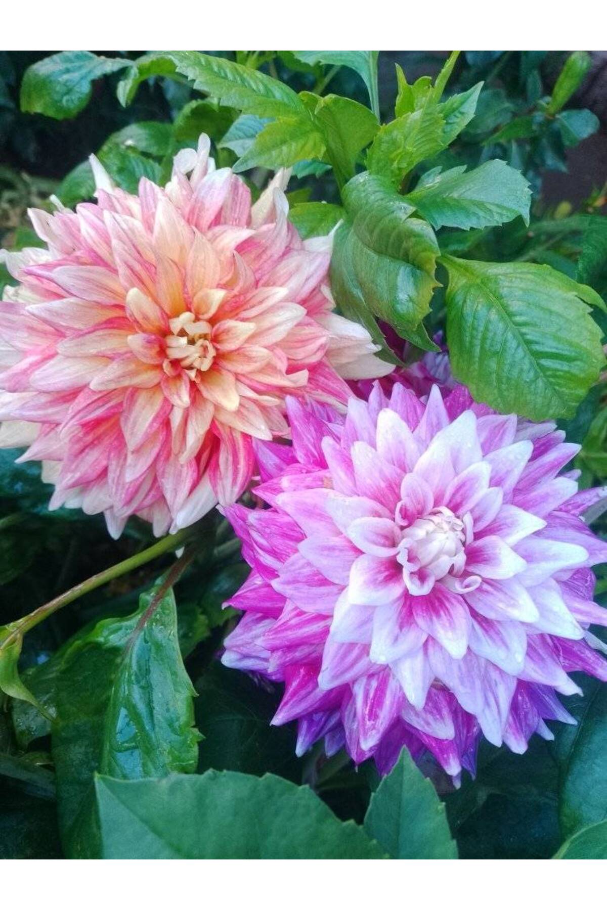 Dahlia 3 Adet Yıldız Dahlia Soğanı Yumrusu Karışık Renk Not Renkler ...