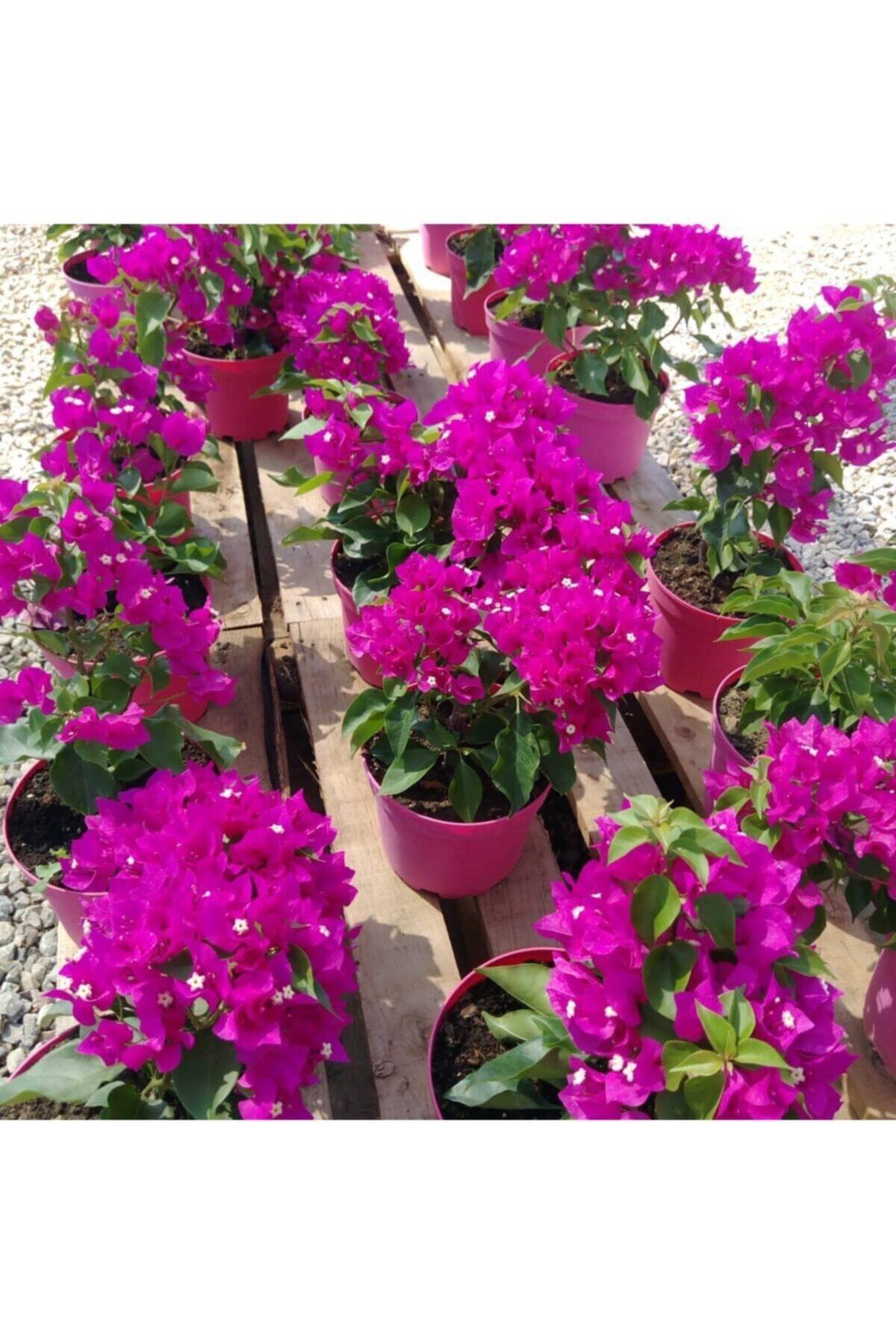 Gardenbox Bodur Begonvil - Begonvil - Bodrum Begonvili Bahçe Balkon ...