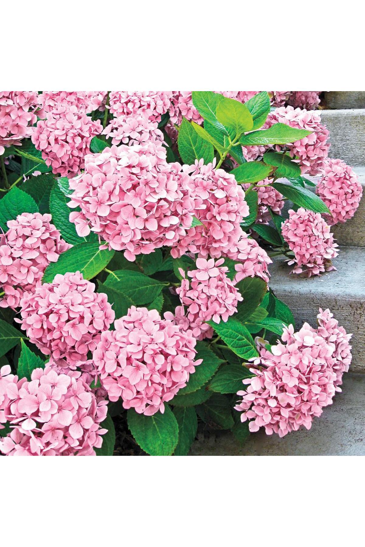 YILDIZ BOTANİK 10 Adet Ortanca Çiçeği Pembe Renk Ortanca Fidanı 80-100 ...