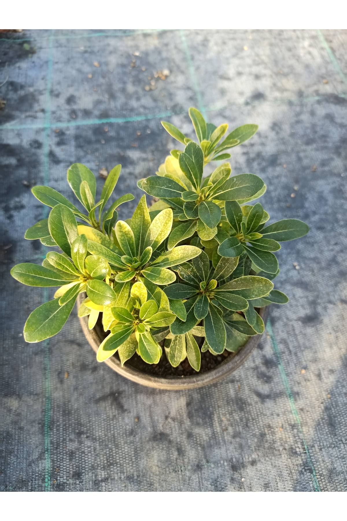 UZAY BAHÇESİ PİTOS ÇALI BİTKİSİ YİLDİZ ÇALISI - Fiyatı, Yorumları