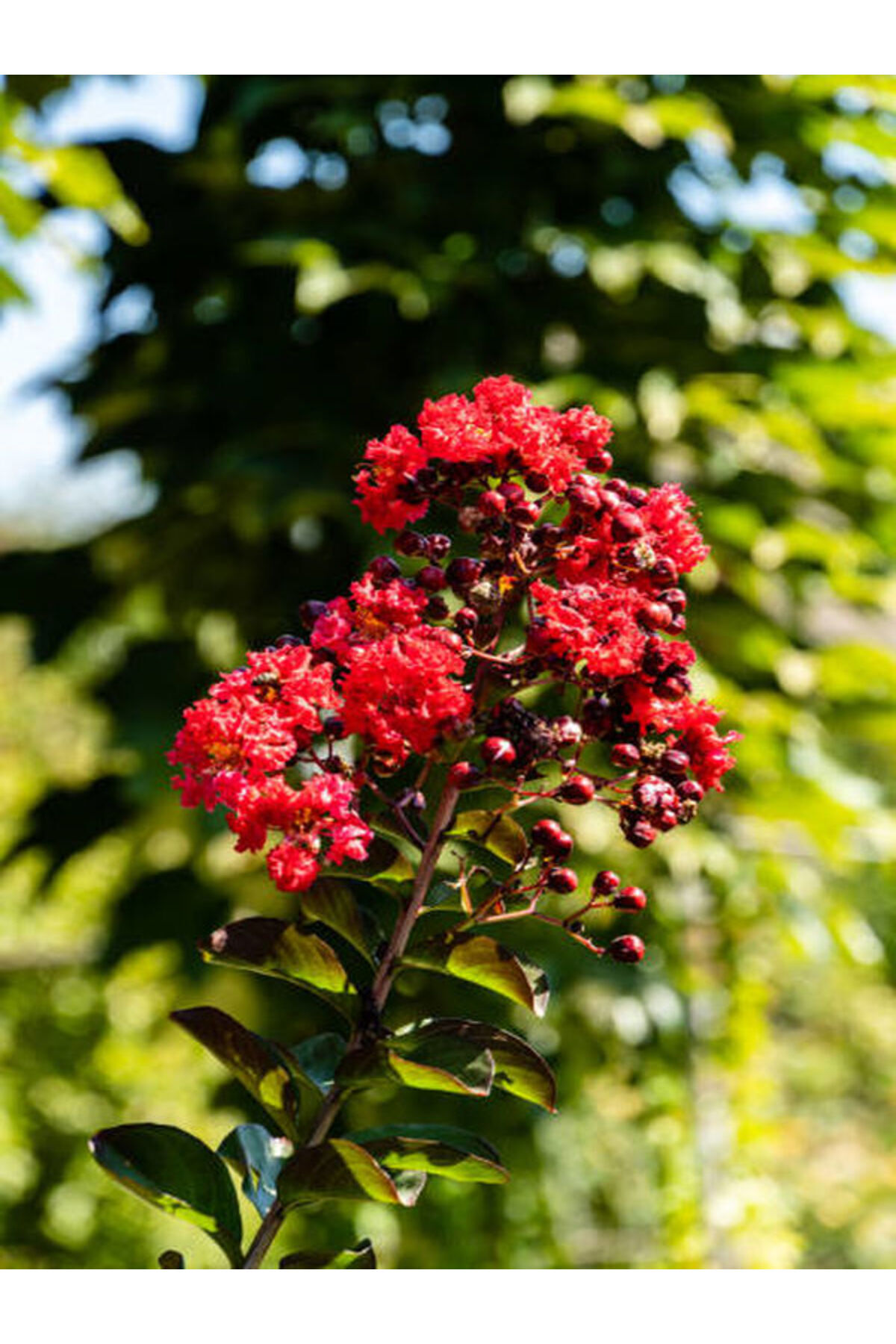 Gardenbox Videolu Bodur Kırmızı Oya Ağacı 1 Adet Saksılı 40-70cm Bahçe ...