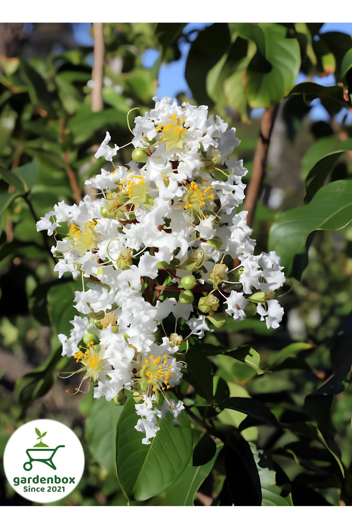 Gardenbox Oya Ağacı Beyaz Renk 1 ADET Saksılı/Tüplü 30-600cm Dış Mekan ...