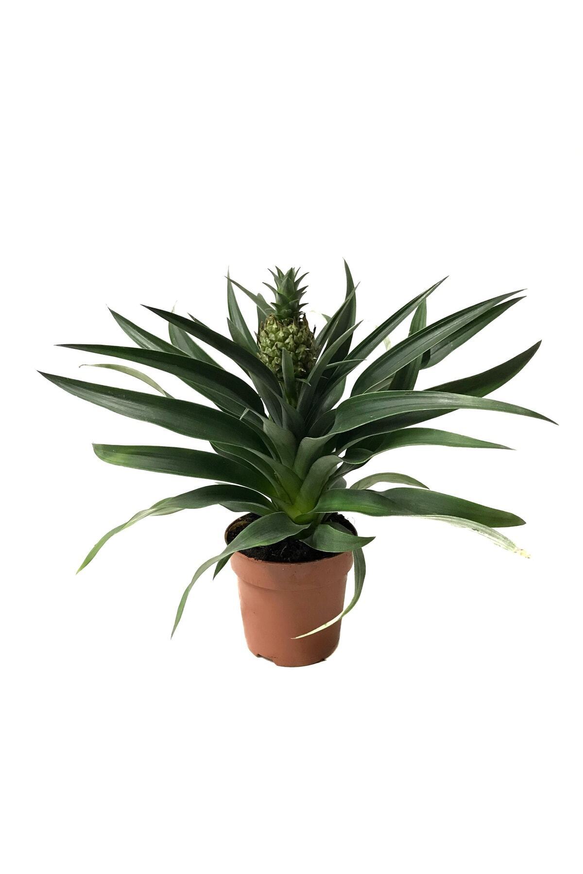 Betonish Ananas Comosus (ANANAS BİTKİSİ) - Fiyatı, Yorumları