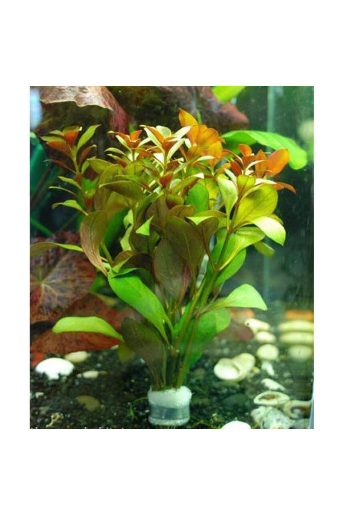 İthâl Bitki Ludwigia Peruensis Saksı Canlı Bitki - Fiyatı, Yorumları