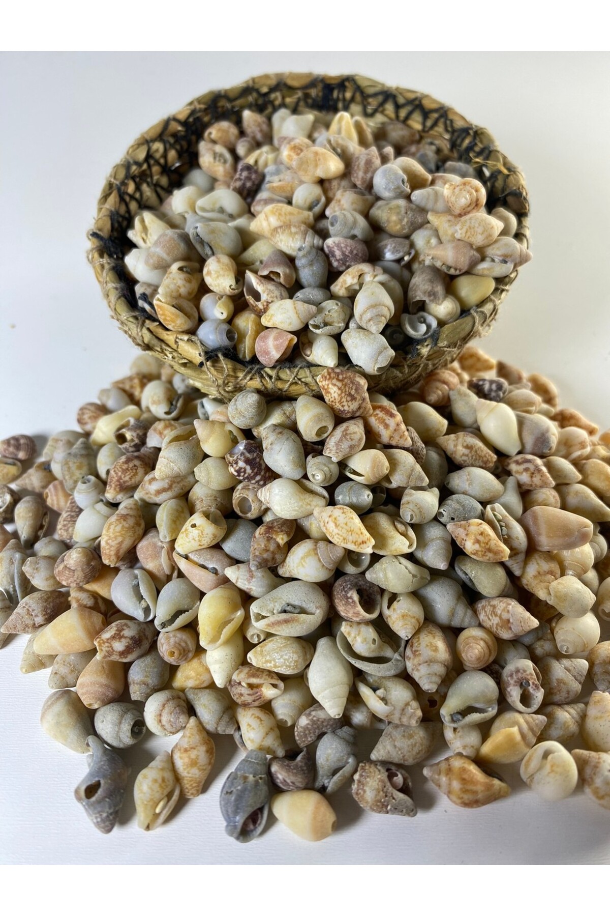 Genel Markalar Deniz Kabuğu Nassa Shell 100 Gr , Akvaryum Süsleme ...