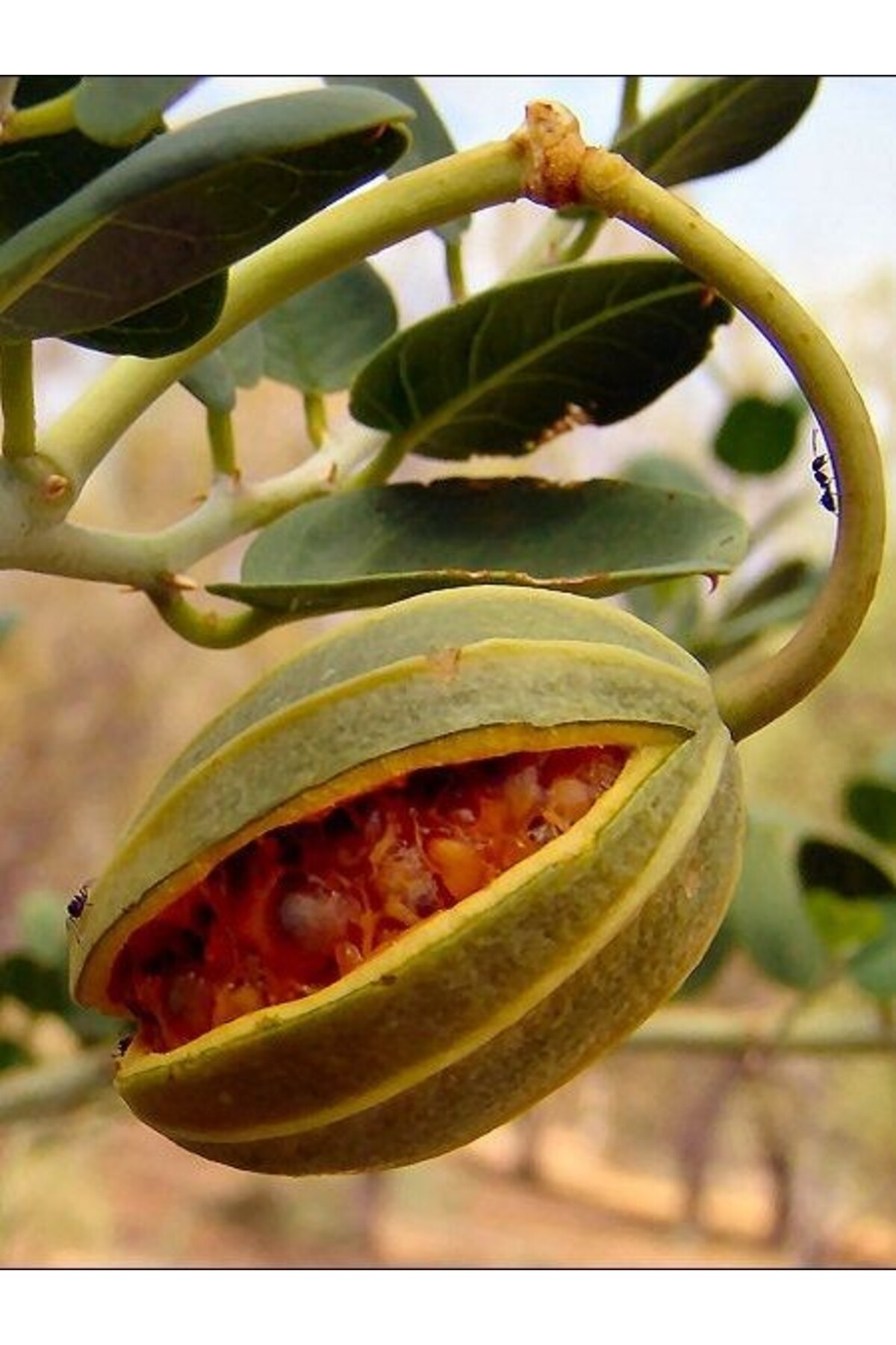 Fidanistanbul Kapari Fidanı Gebre Otu Capparis spinosa Saksıda - Fiyatı ...