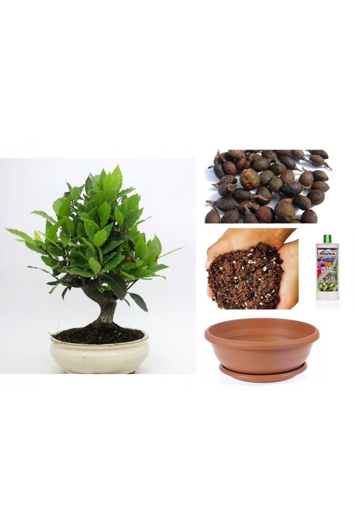 Tunç Botanik DEFNE AĞACI BONSAİ EKİM SETİ (TOHUM,TOPRAK,SAKSI,BİTKİ ...