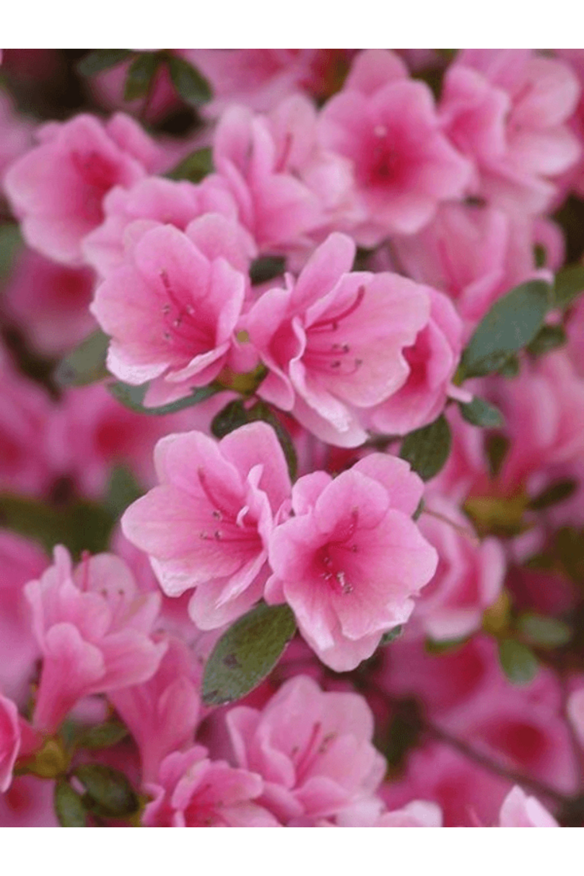 Fidanistanbul Açelya Bitkisi Açık Pembe Çiçekli Azalea japonica KİRİN ...
