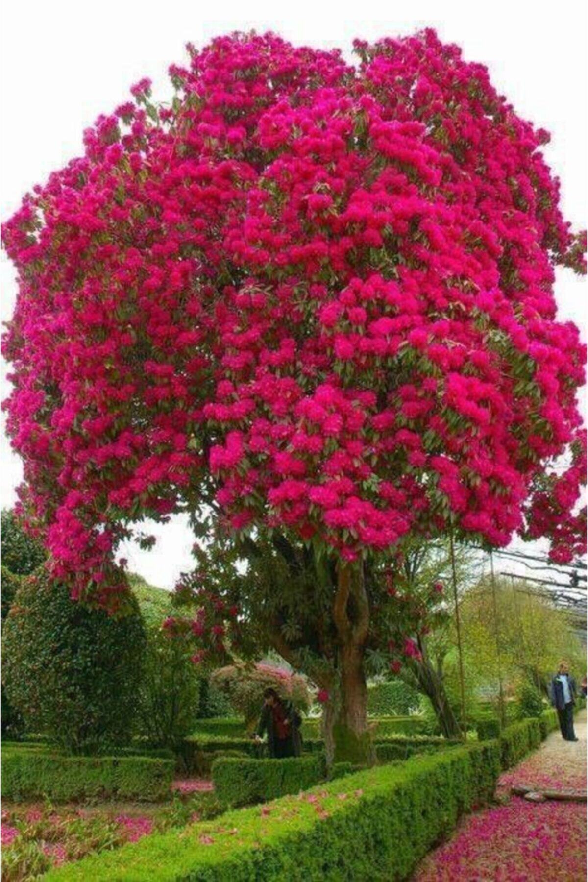 lalaahmetbotanik Oya Ağacı Fidanı 50-80 Cm Lagerstroemia Indica ...