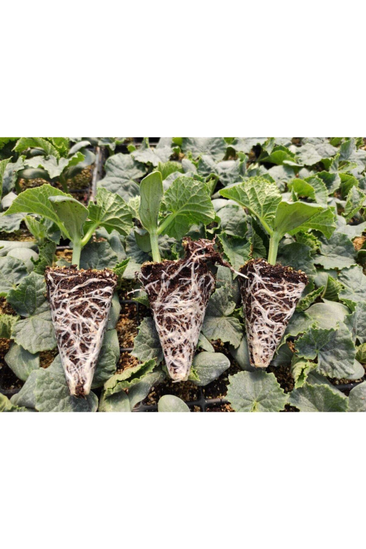 Gardenbox Hıyar Salatalık Fidesi Yerli Tohum (ata Tohum) 10 Adet Bol ...