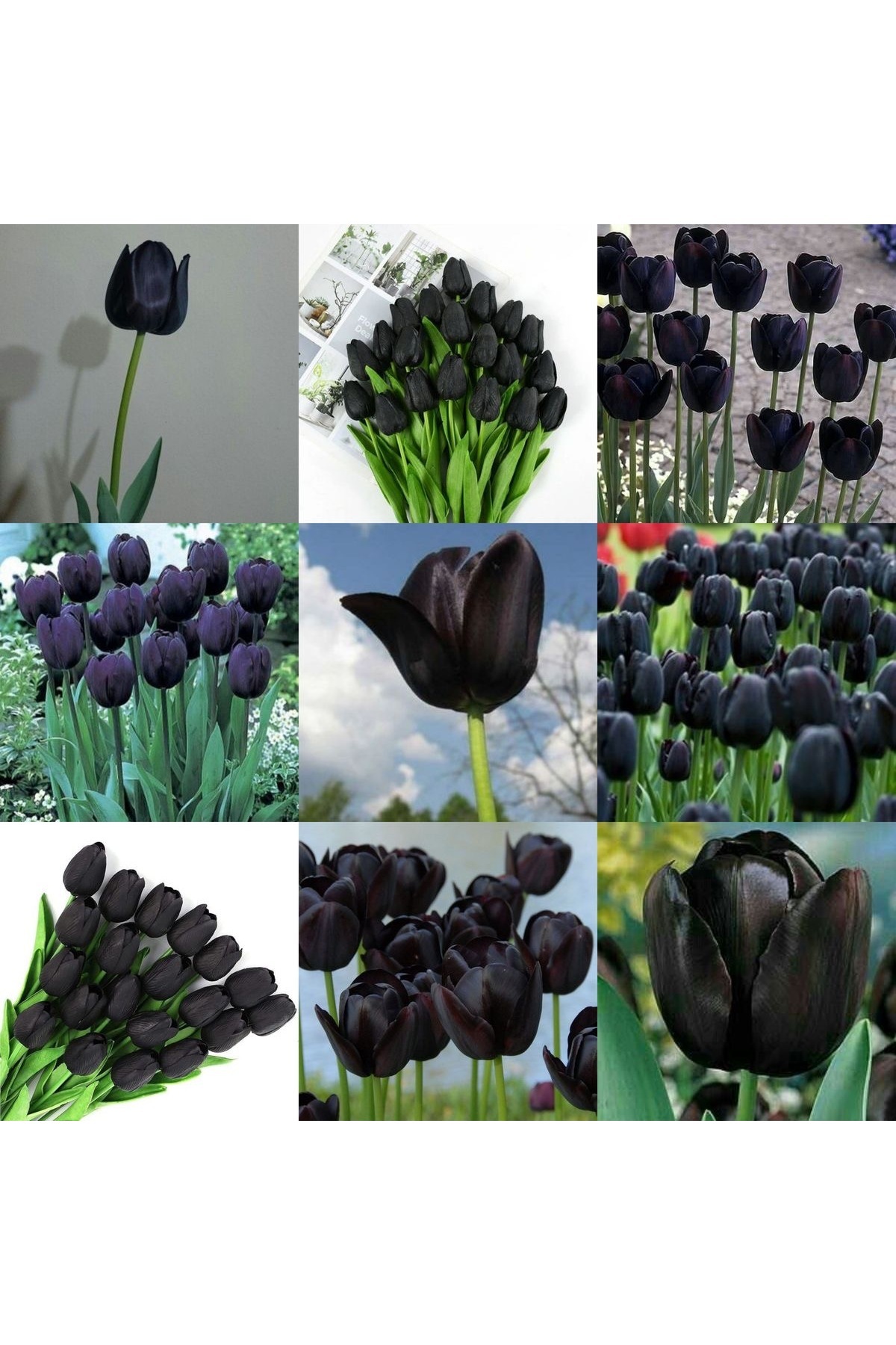 ŞAFAK PEYZAJ TOHUMCULUK Siyah Lale Soğanı 10 Adet Fiyatı, Yorumları ...