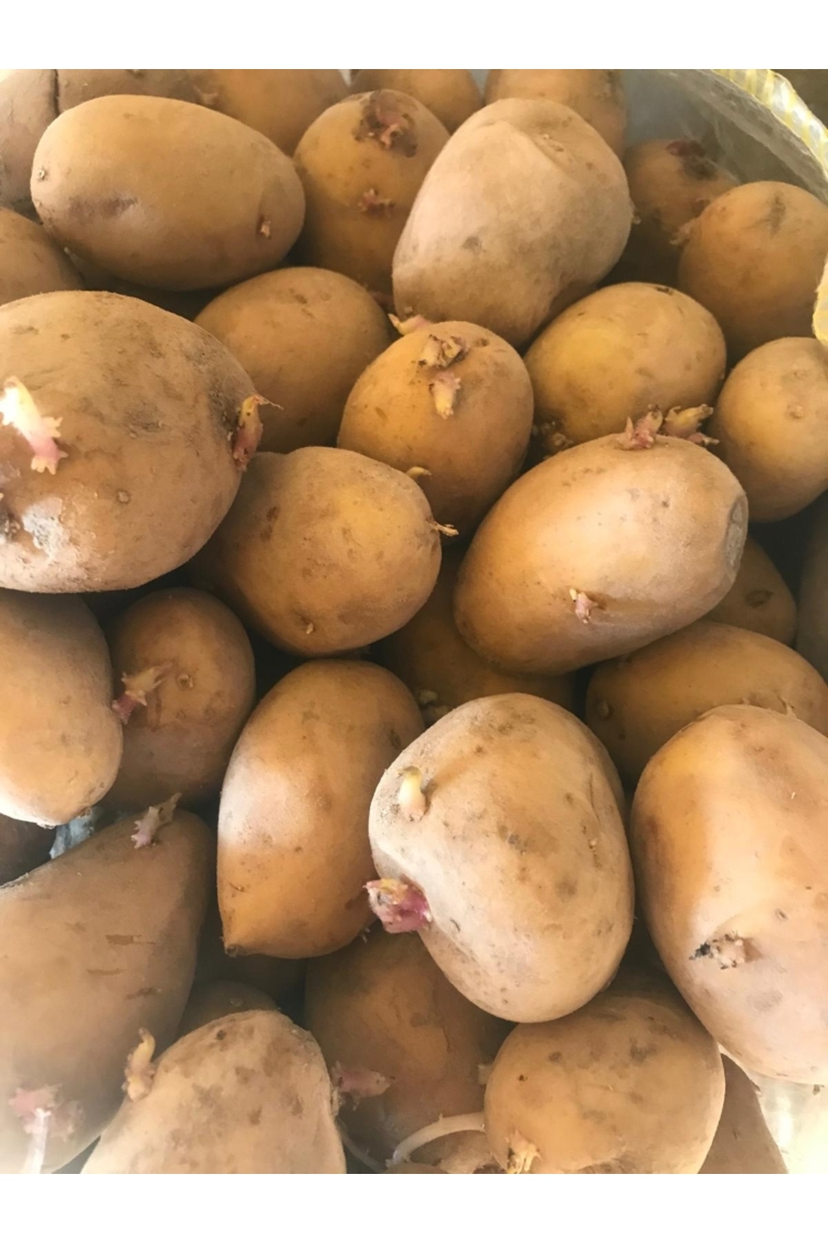 Karahasanoğlu Tarım Agria Yerli Tohumluk Patates 25 Kg - Fiyatı, Yorumları